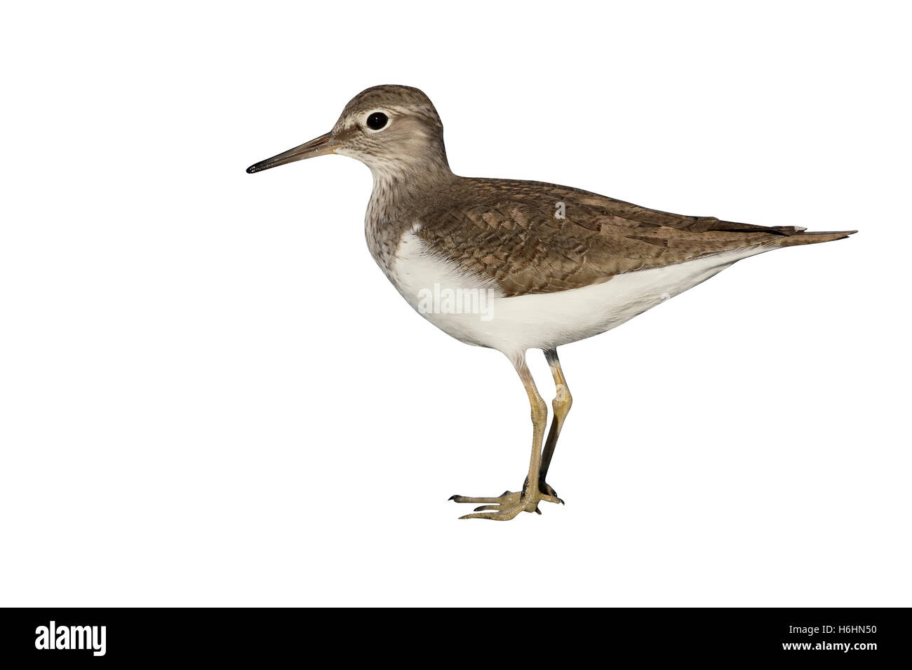 Common sandpiper uk Cut Out Stock Images & Pictures - Alamy