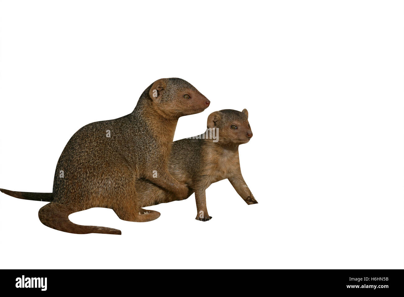 Mongoose on ground Cut Out Stock Images & Pictures - Alamy