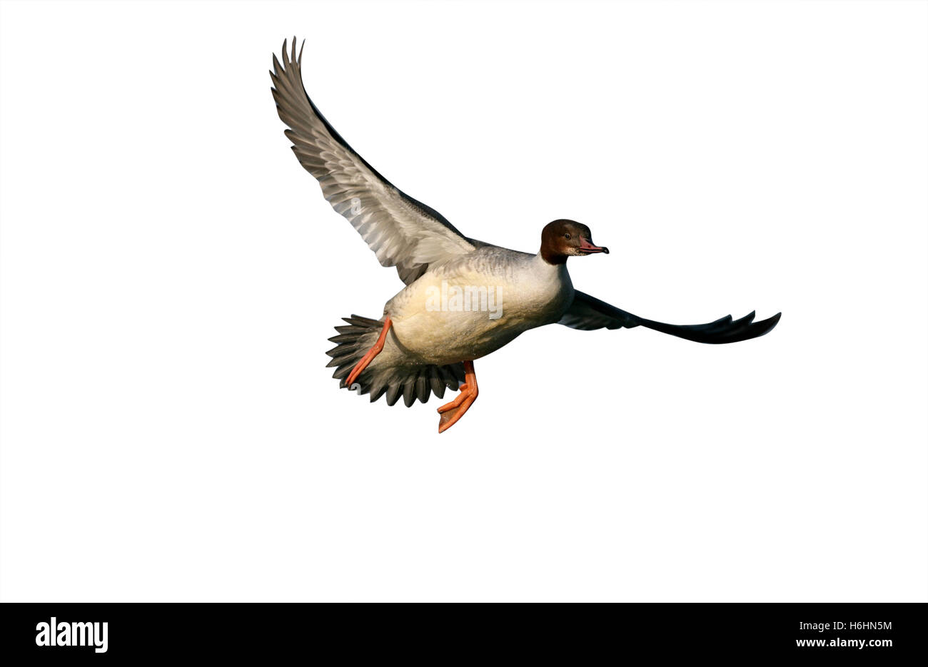 GOOSANDER, Mergus merganser, single female in flight, Switzerland Stock ...