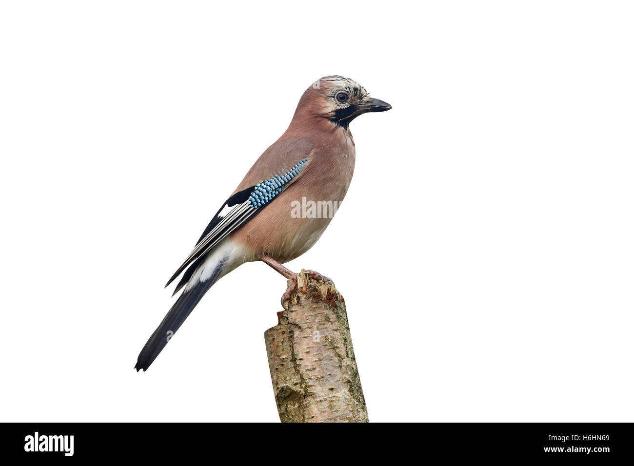 Jay bird uk hi-res stock photography and images - Alamy