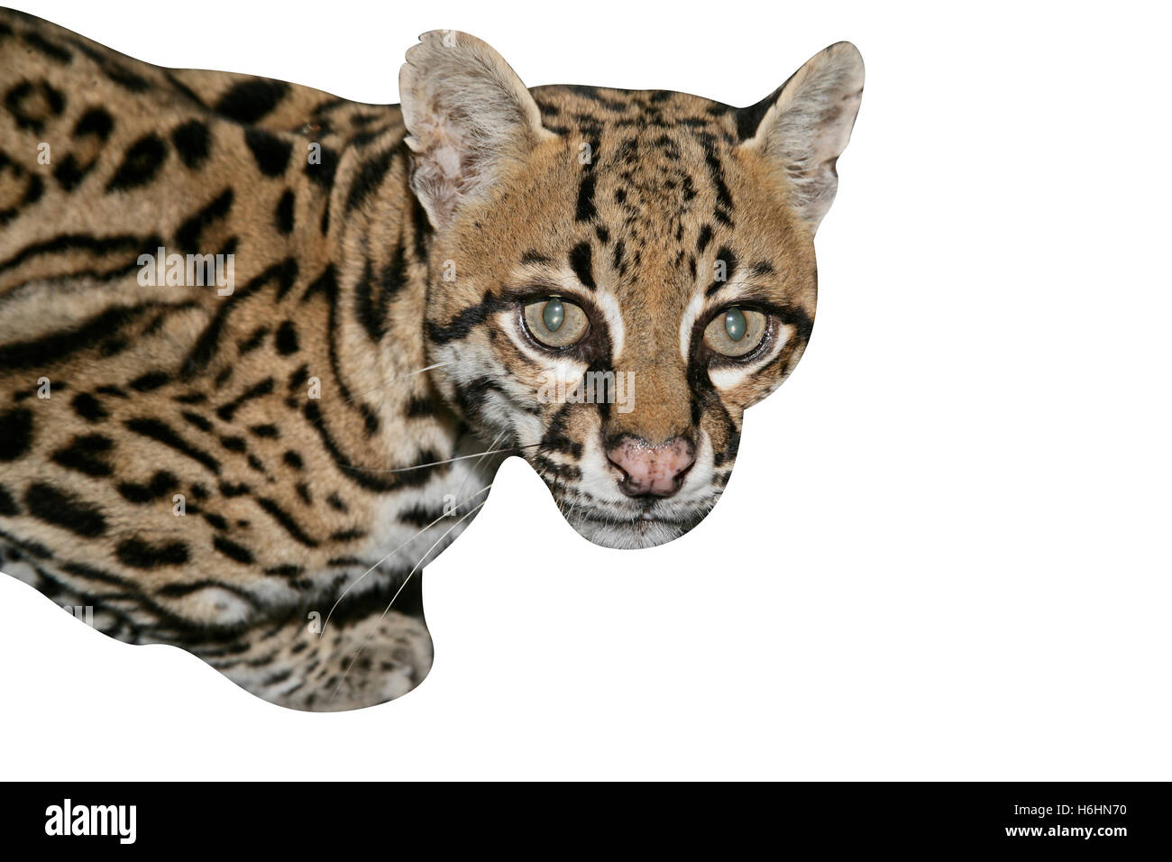 Ocelot, Leopardus pardalis, single cat In Belize Stock Photo - Alamy