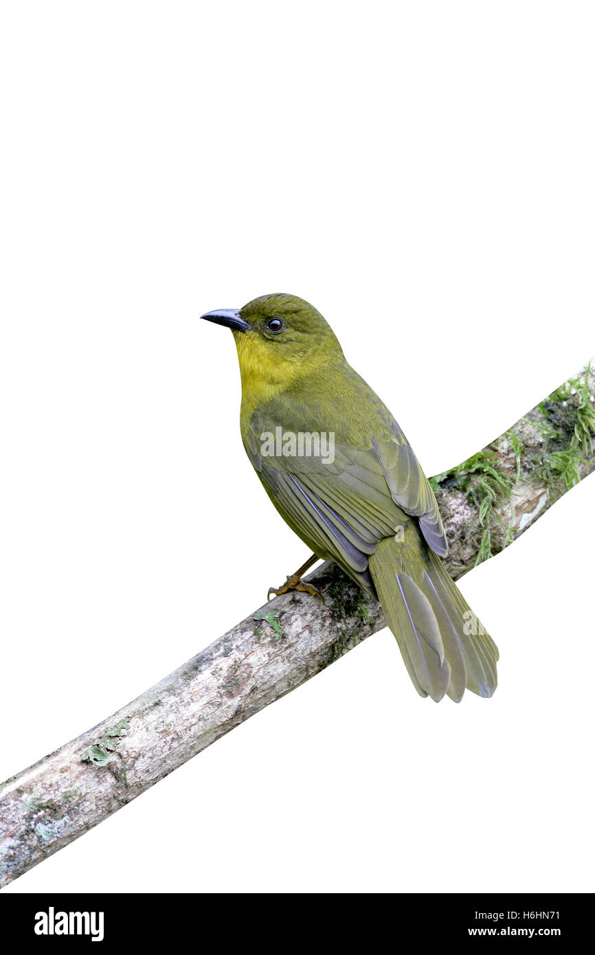 Olive-green tanager, Orthogonys chloricterus, single bird on branch ...