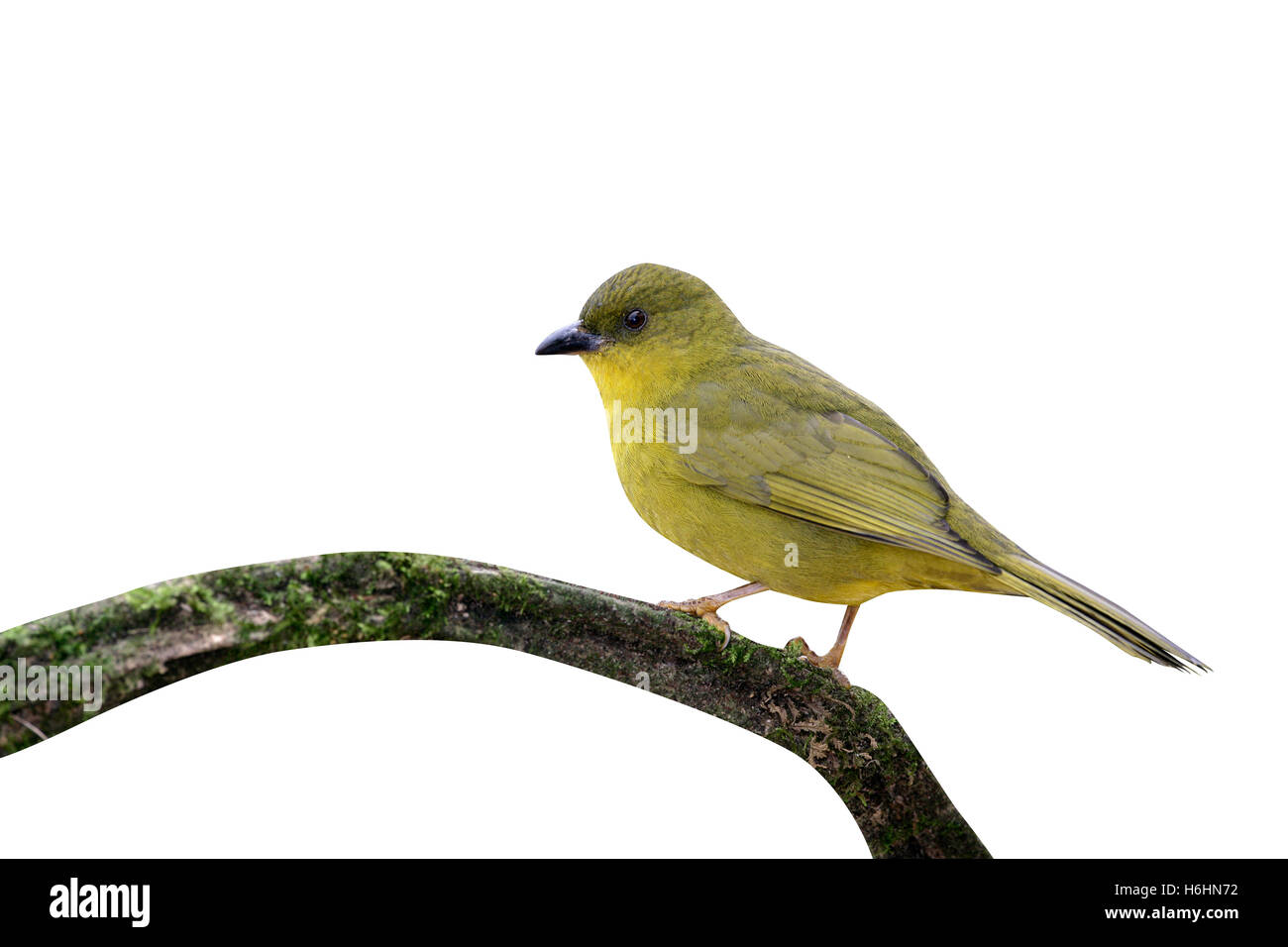 Olive-green tanager, Orthogonys chloricterus, single bird on branch ...