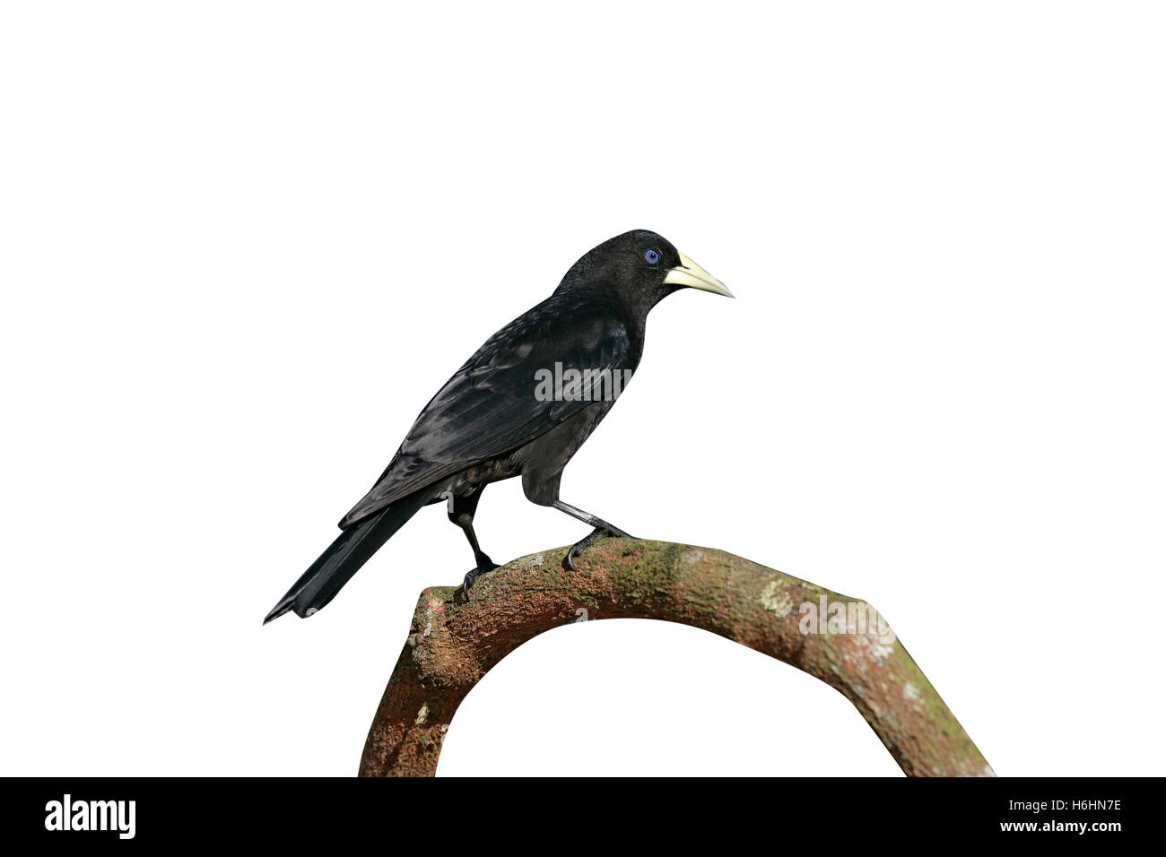 Red rumped cacique cacicus haemorrhous hi-res stock photography and ...