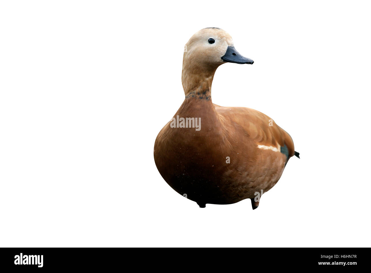 Oxyura jamaicensis Cut Out Stock Images & Pictures - Alamy