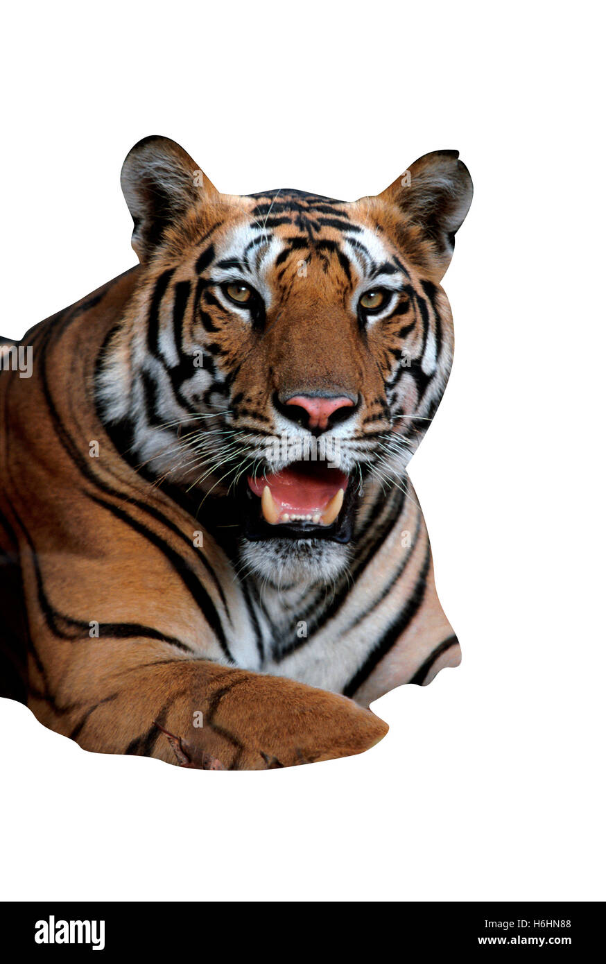Tiger hi-res stock photography and images - Alamy