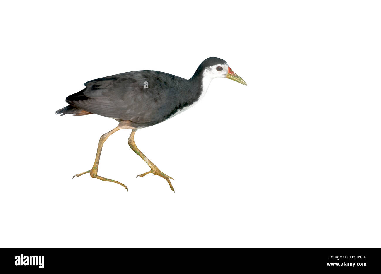 WHITE BREASTED WATERHEN, Amaurornis phoenicurus, India Stock Photo - Alamy