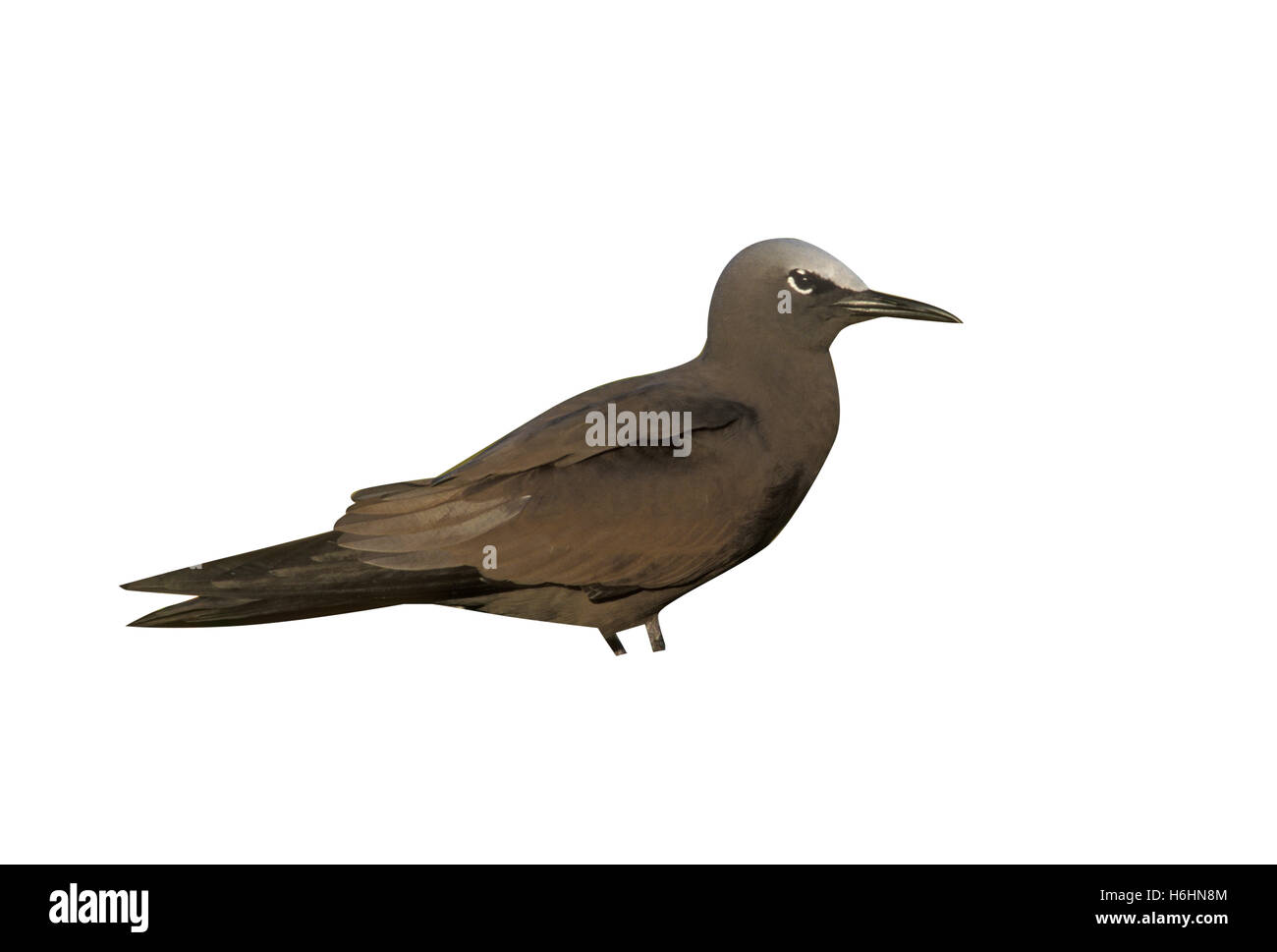 WHITE CAPPED NODDY, Anous minutus, Australia Stock Photo - Alamy