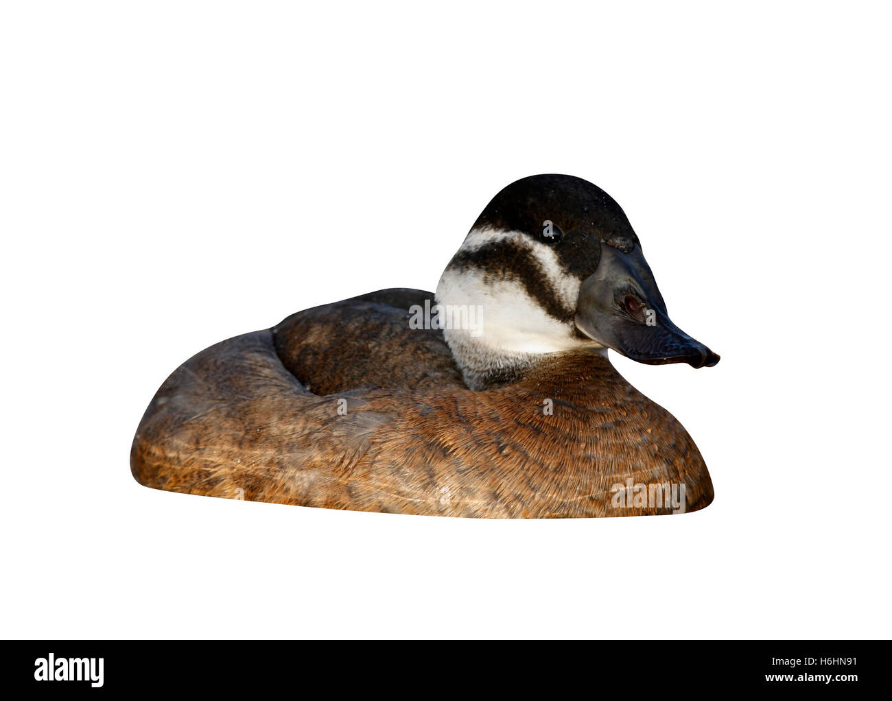 Native duck uk Cut Out Stock Images & Pictures - Alamy