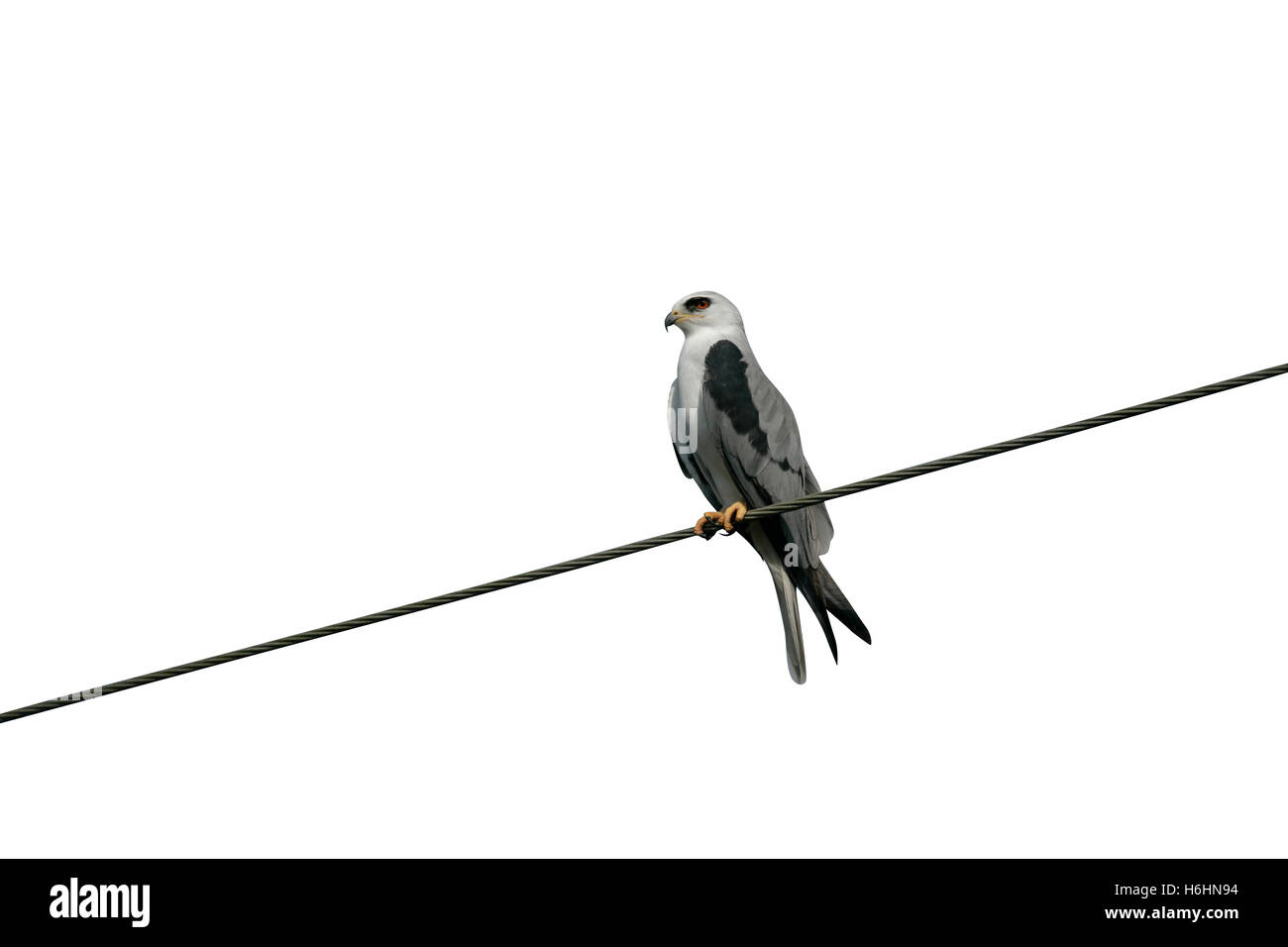 White-tailed kite, Elanus leucurus, single bird on wire, In Belize ...