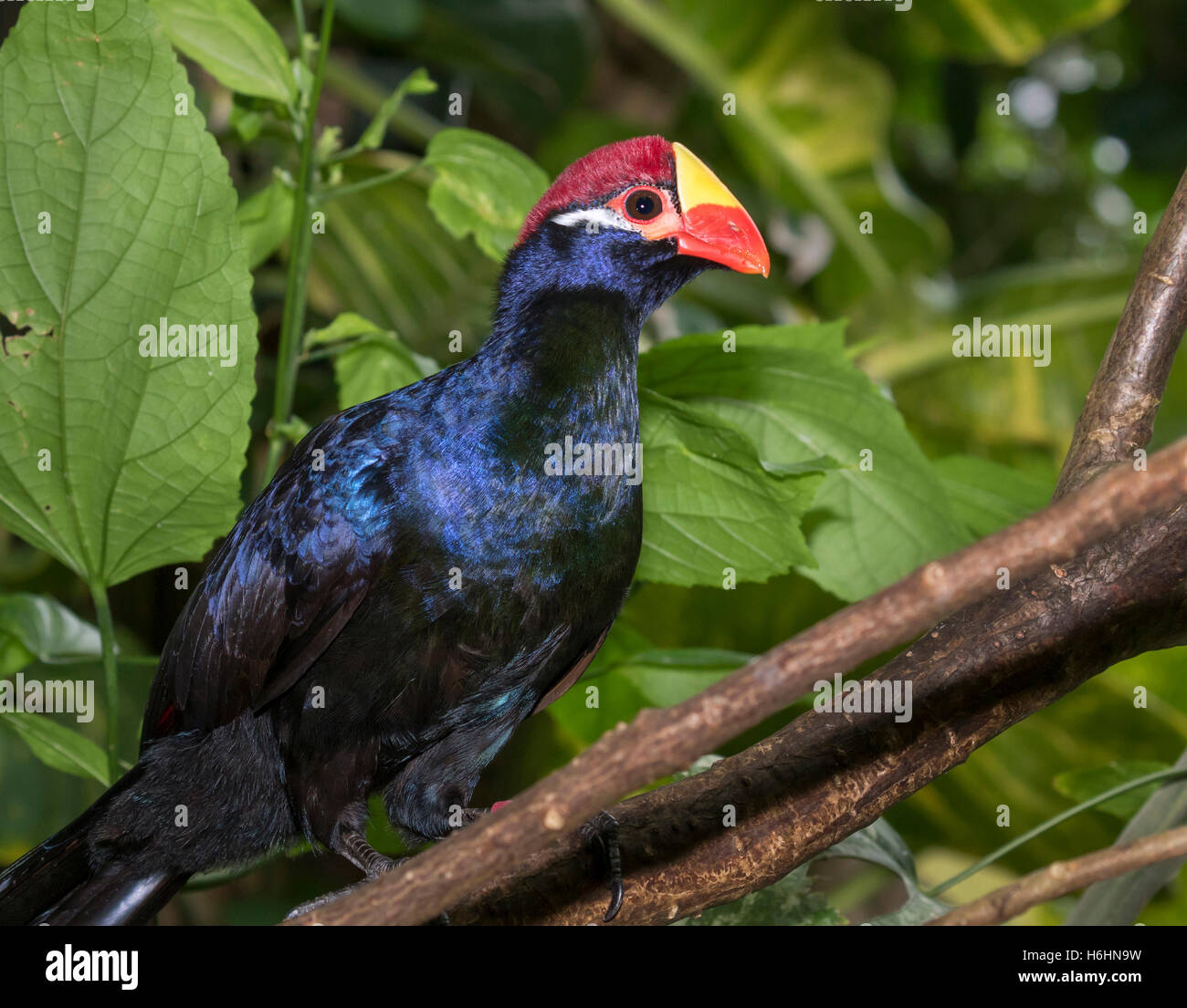 Violet turaco (Musophaga violacea) portrait, captive (native to Western ...