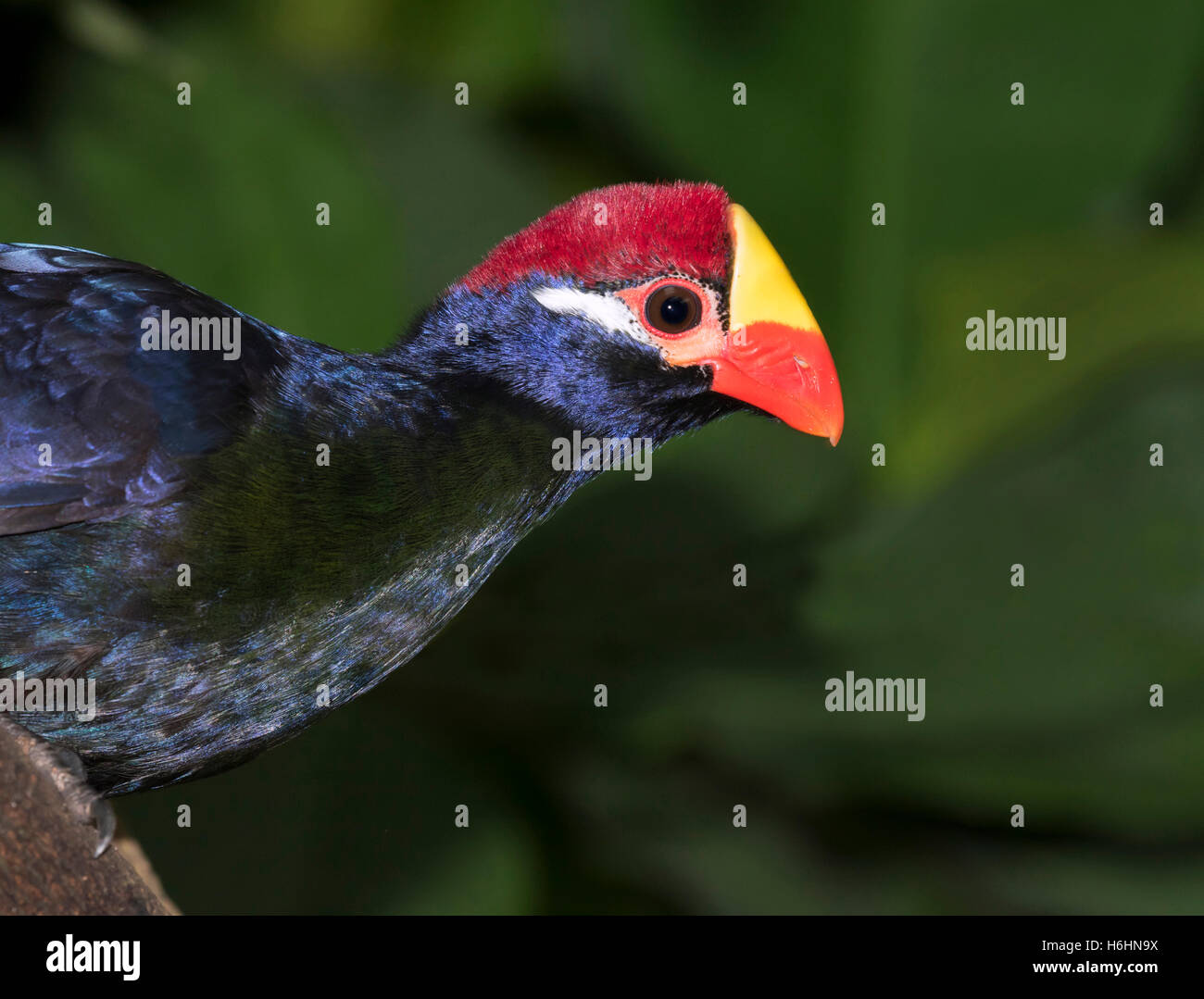 Violet turaco (Musophaga violacea) portrait, captive (native to Western ...