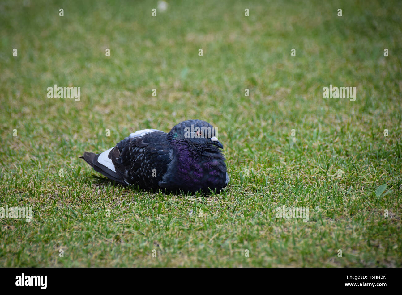 Pigeon resting on the grass Stock Photo - Alamy