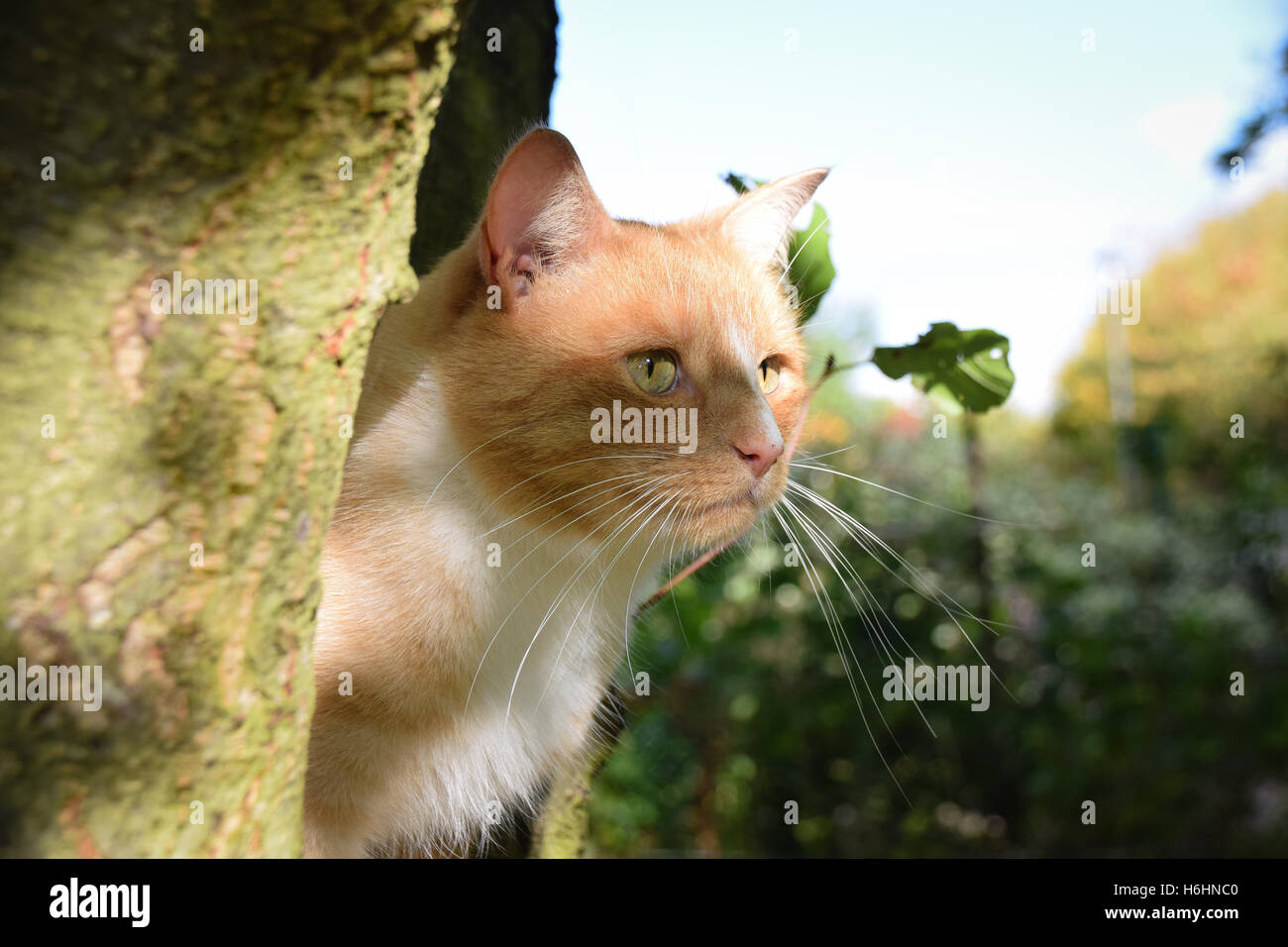Domestic cat looking alert Stock Photo - Alamy