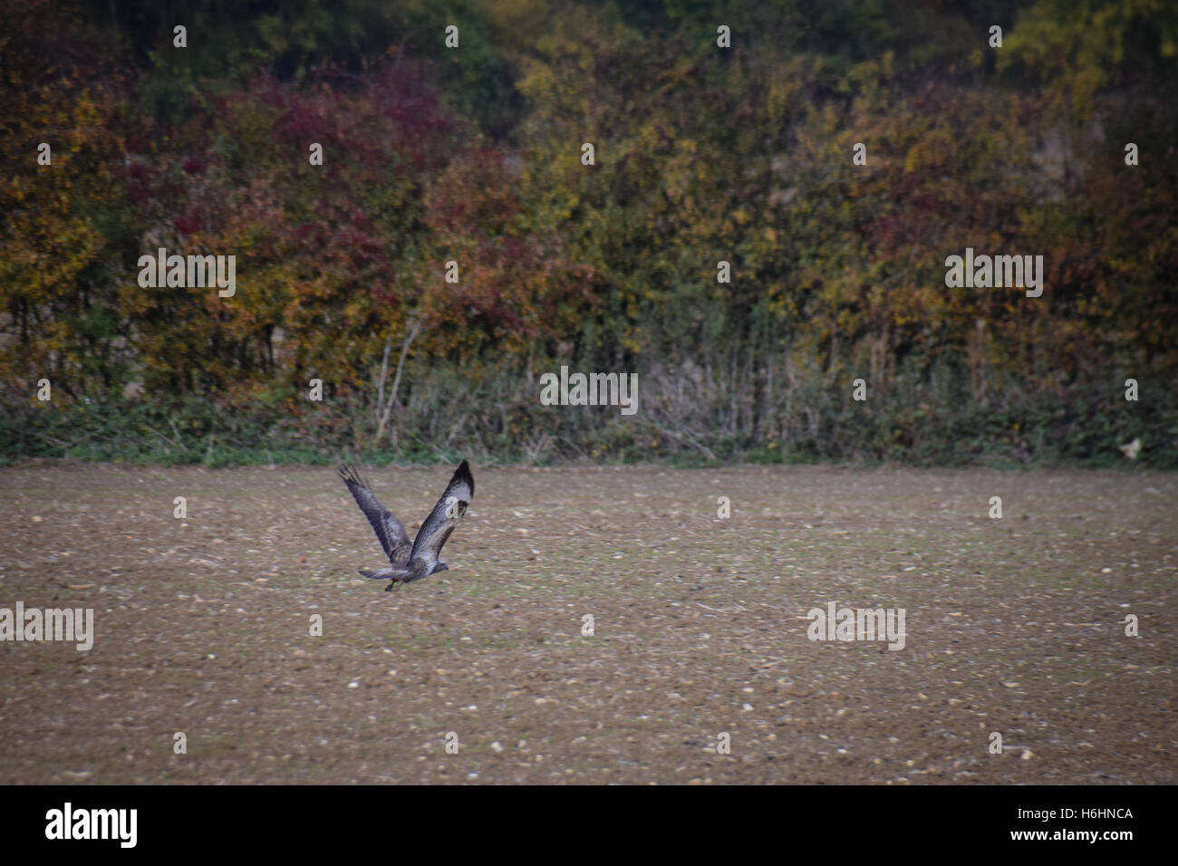 Young Buzzard Uk High Resolution Stock Photography and Images - Alamy
