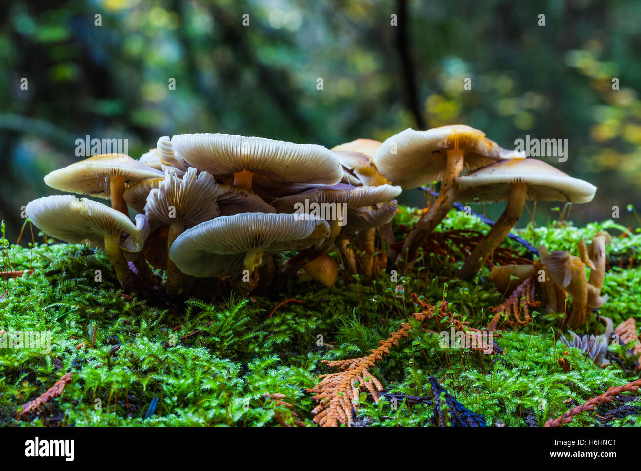 Groups of mushrooms growing on a decaying fallen tree in a temperate ...