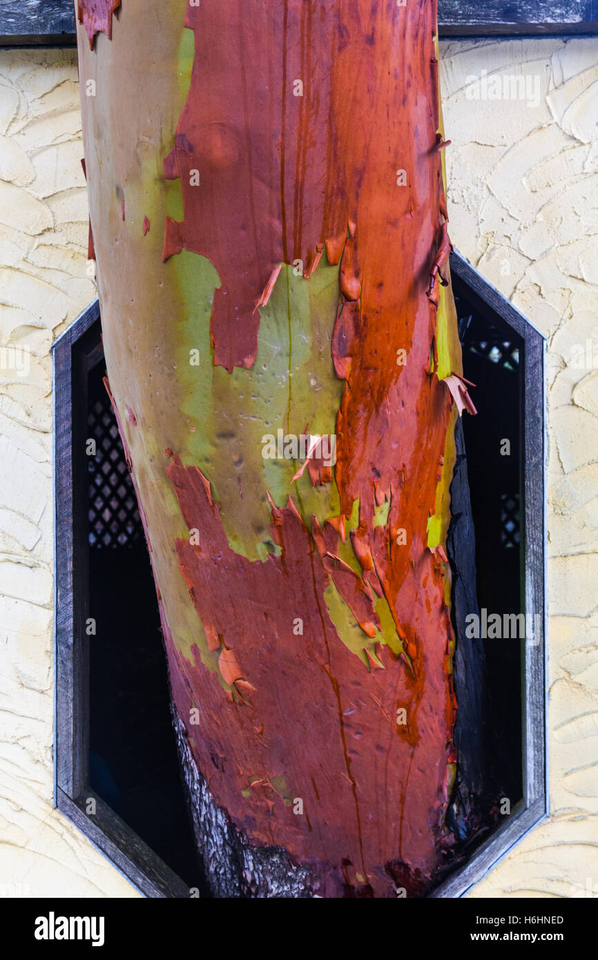 Trunk of madrona tree hi-res stock photography and images - Alamy