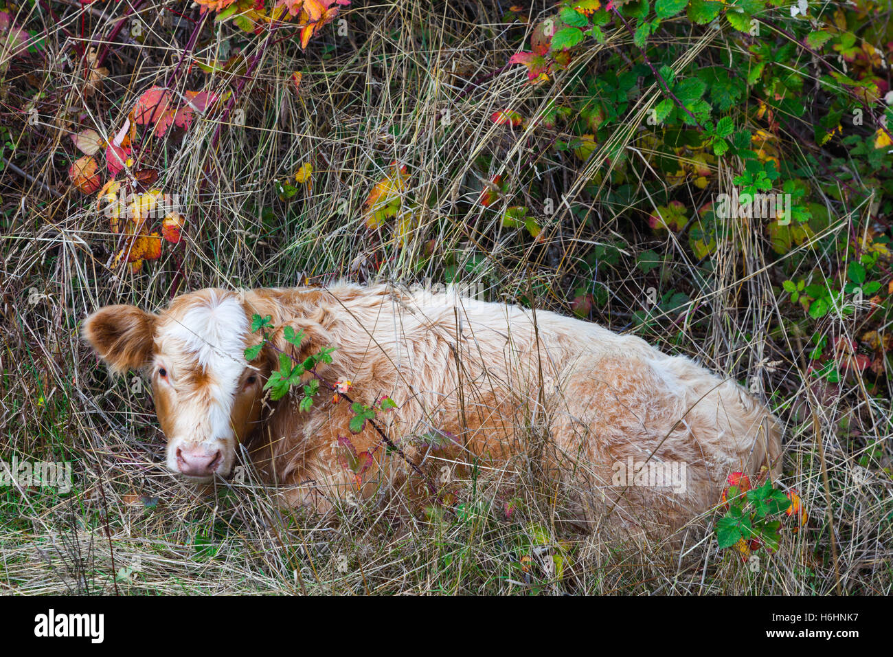 Cow chewing cud hi-res stock photography and images - Alamy