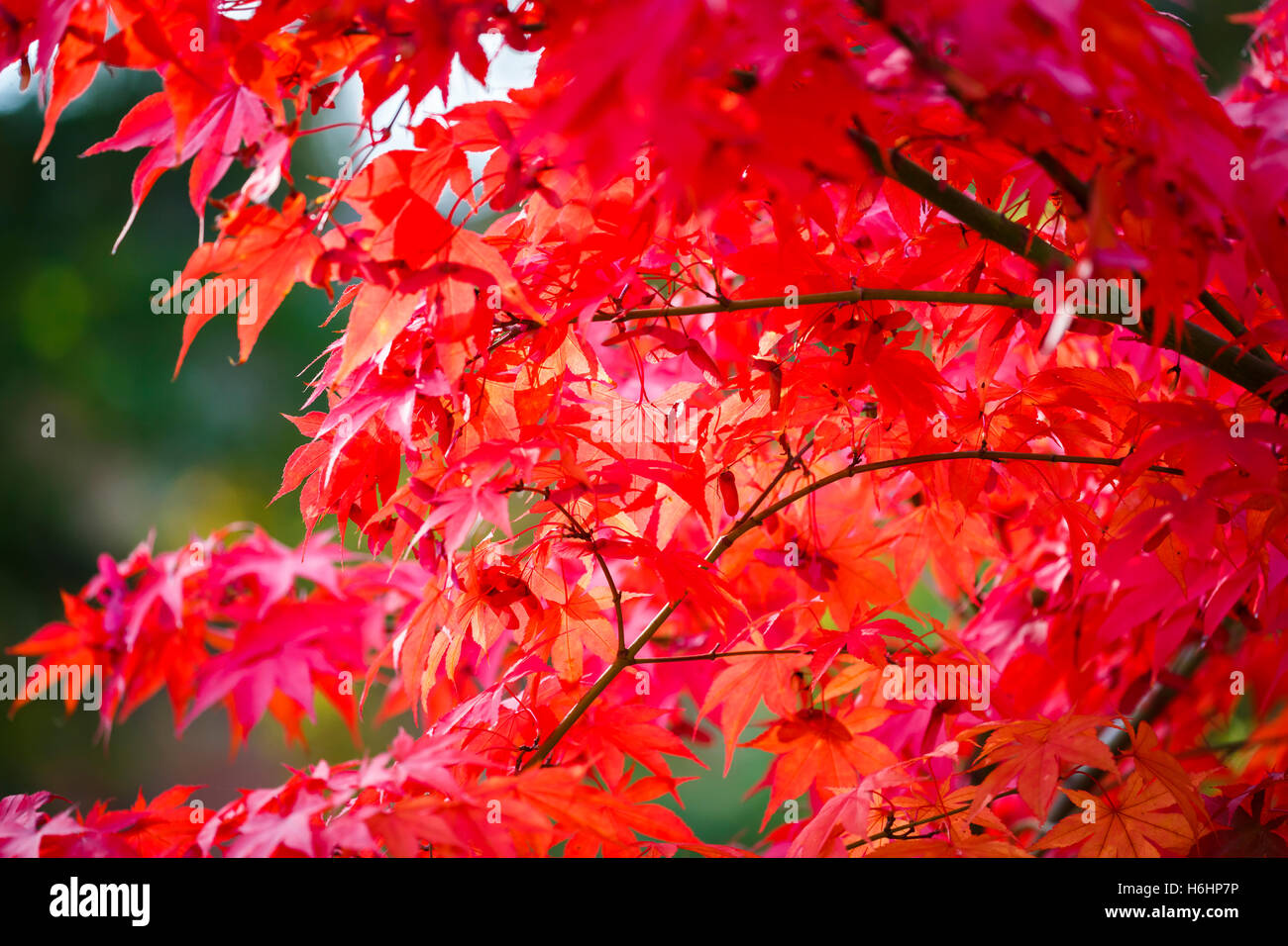 Palmate leaves of a Japanese maple (Acer palmatum) on the tree in ...