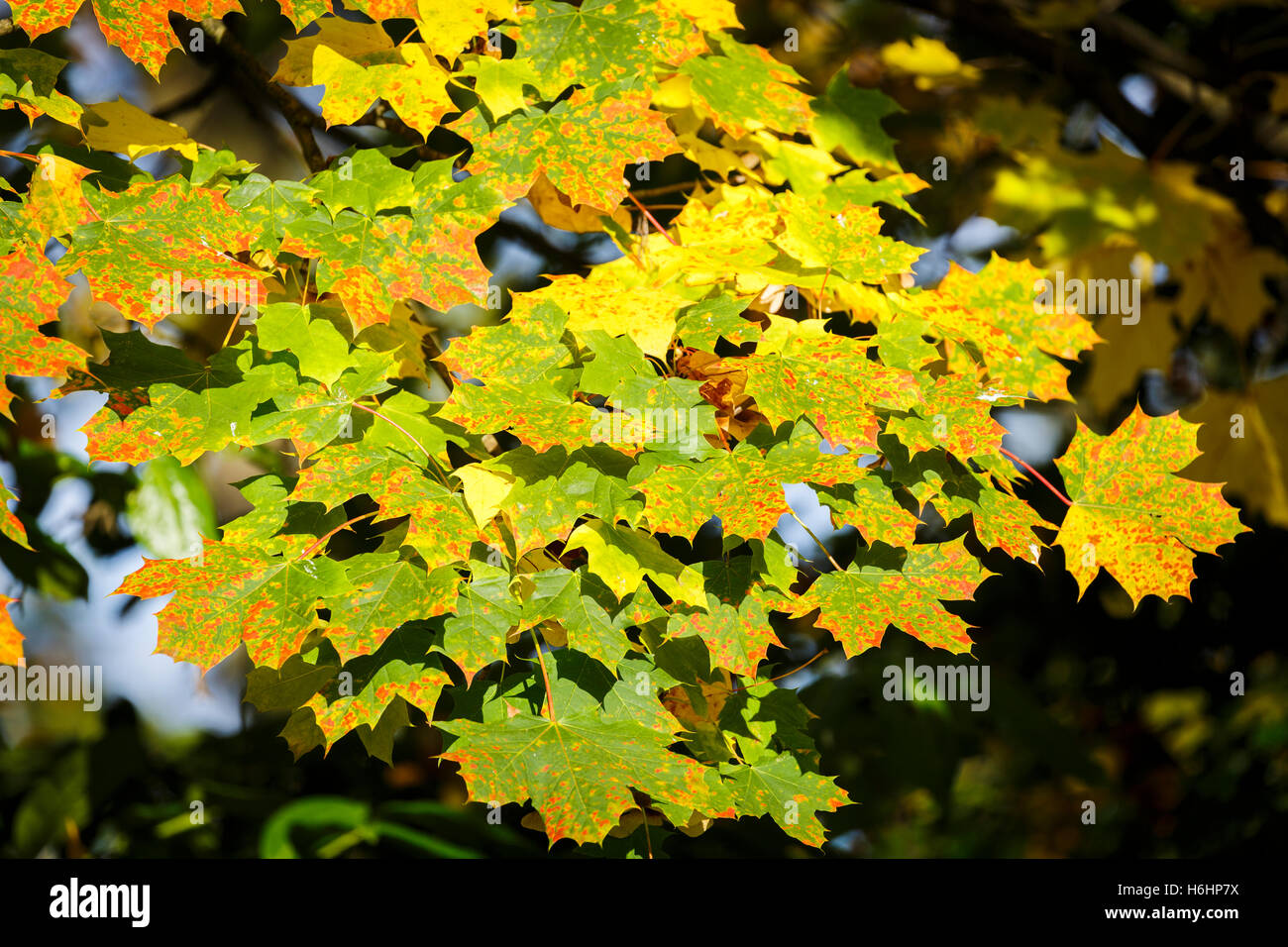 Sycamore (Acer pseudoplatanus) leaves still on the tree in pretty ...
