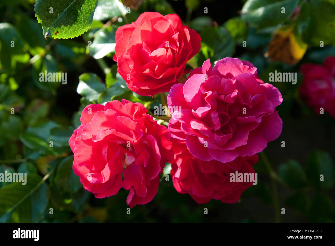 fuchsia pink rose Stock Photo - Alamy