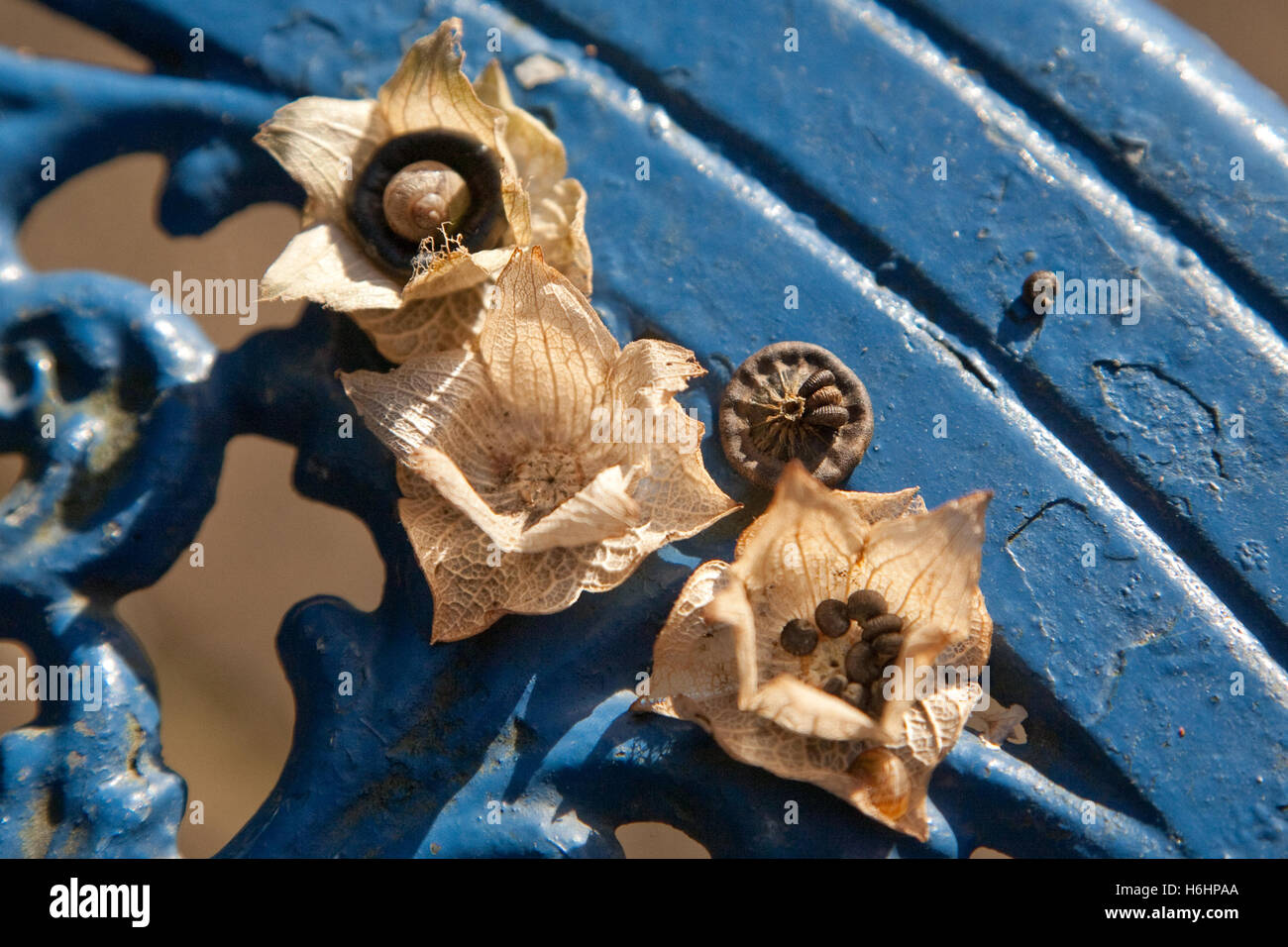 Mallow seeds hi-res stock photography and images - Alamy