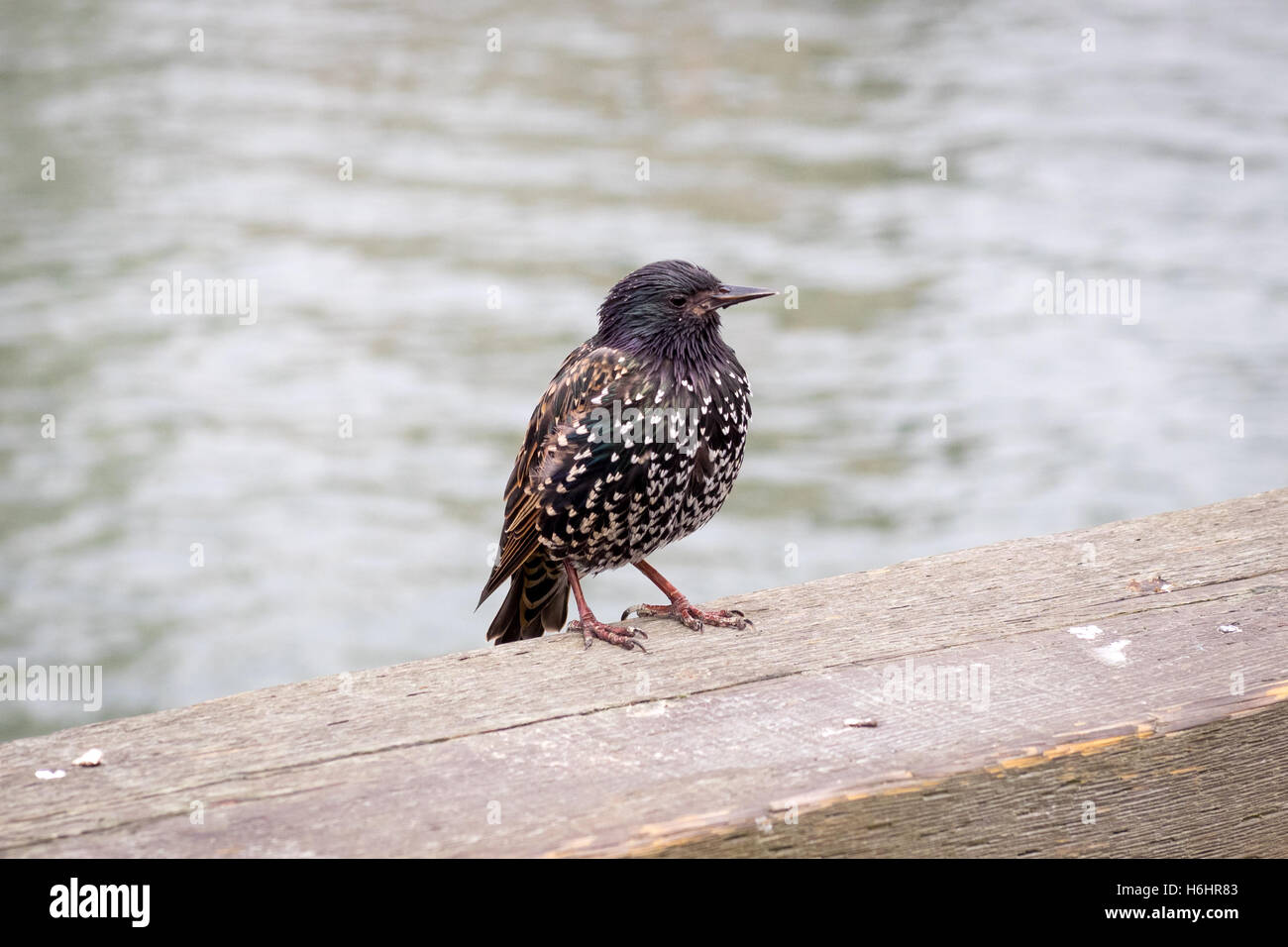Species of starling hi-res stock photography and images - Alamy