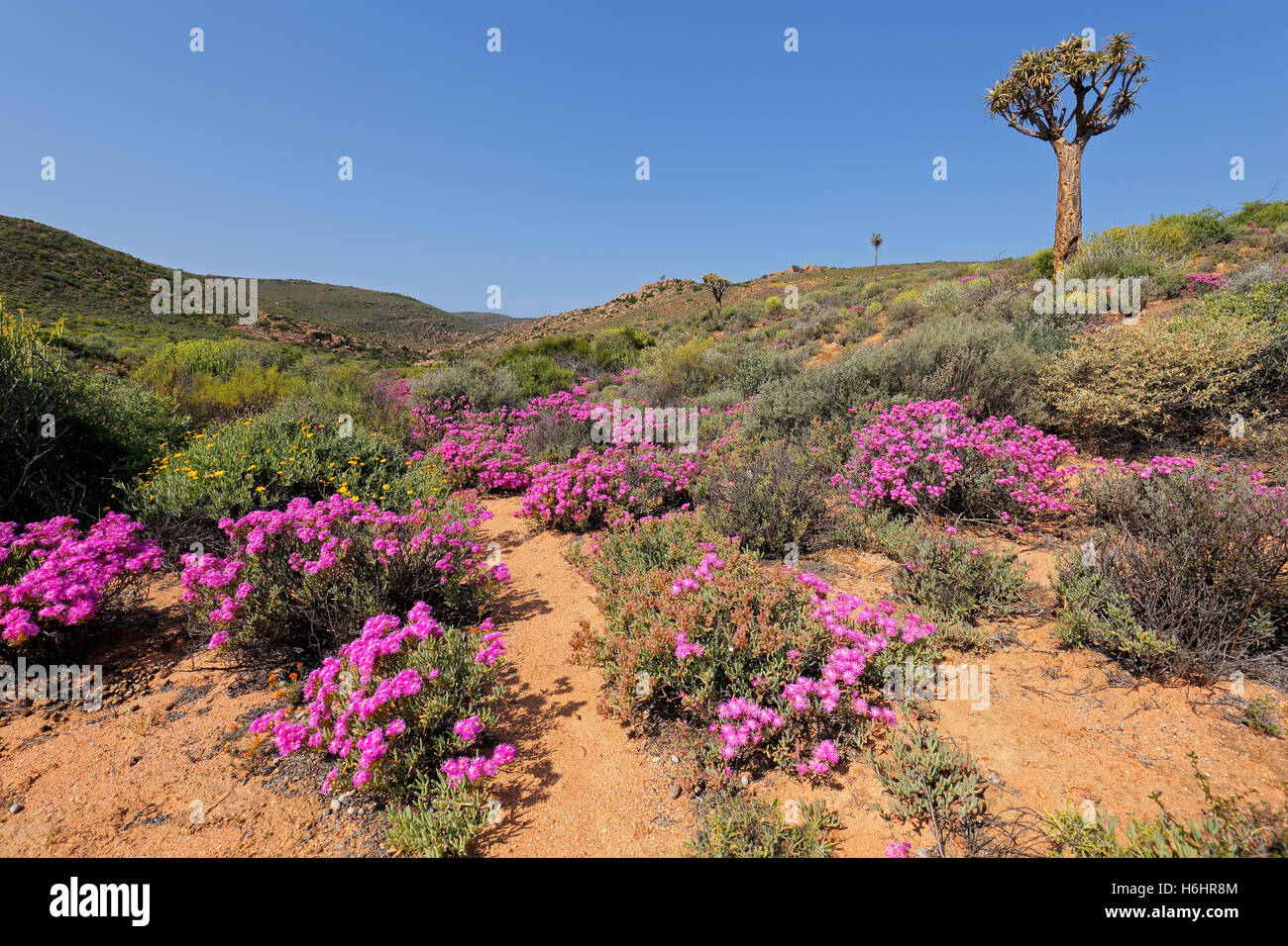 Landscape of brightly colored wild flowers and quiver tree, Namaqualand ...