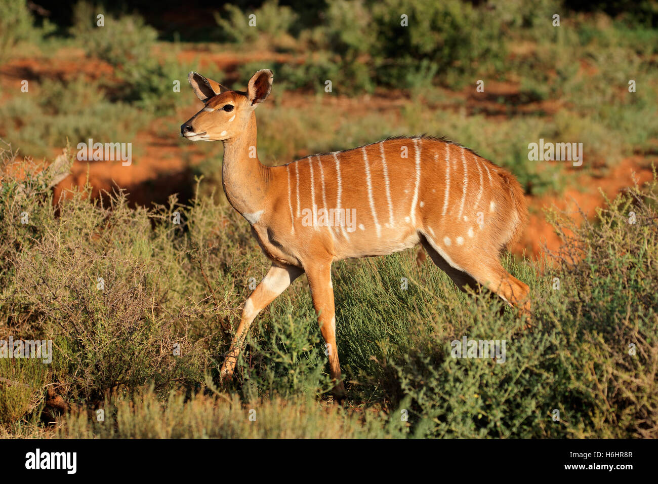 Female Nyala antelope (Tragelaphus angasii) in natural habitat, Mokala ...