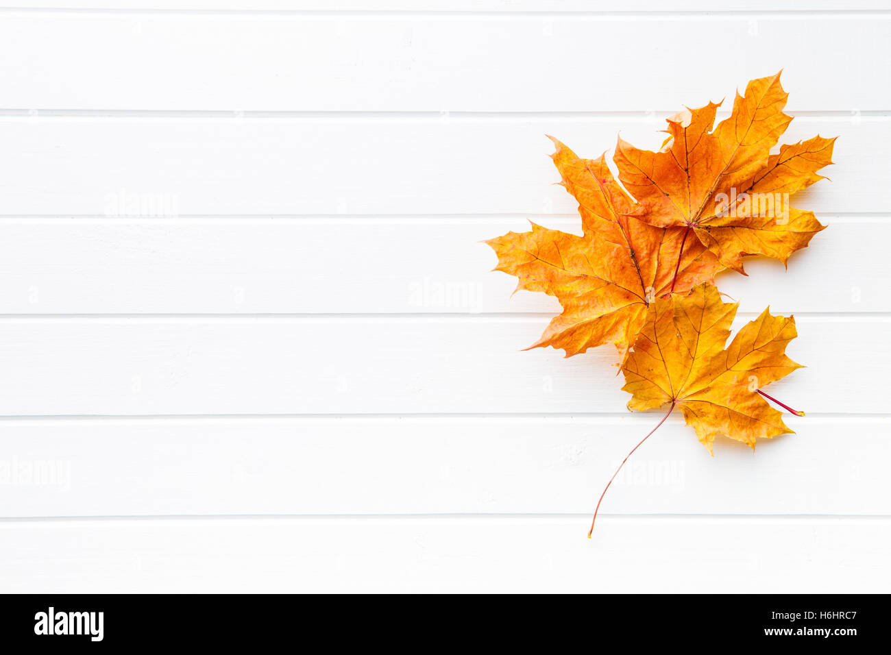 Colorful autumn leaves on white table Stock Photo - Alamy