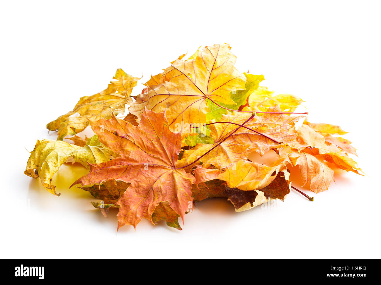 Colorful autumn leaves isolated on white background Stock Photo - Alamy