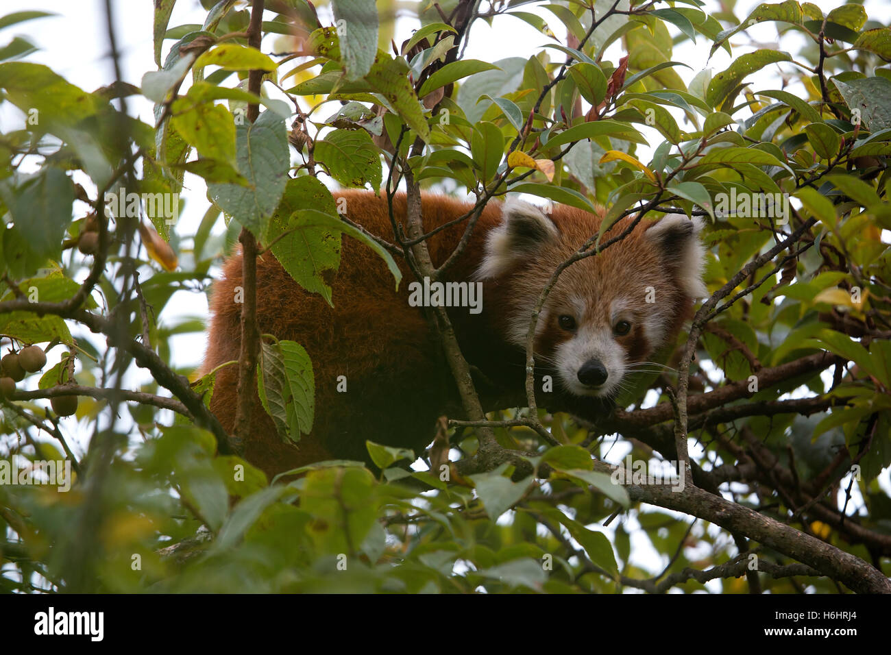 Portrait of wild red panda in India Stock Photo - Alamy
