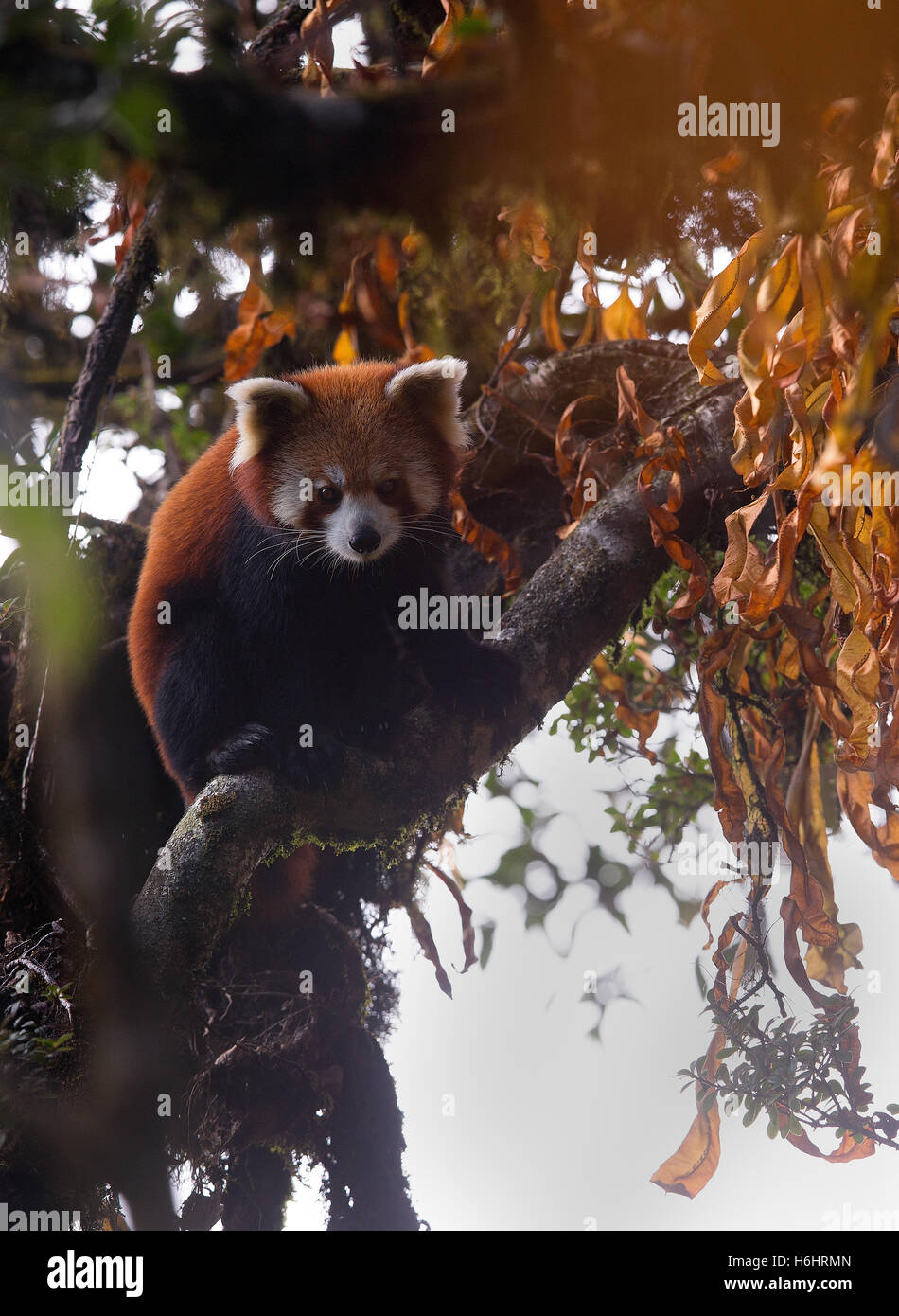 Portrait of wild red panda in India Stock Photo - Alamy