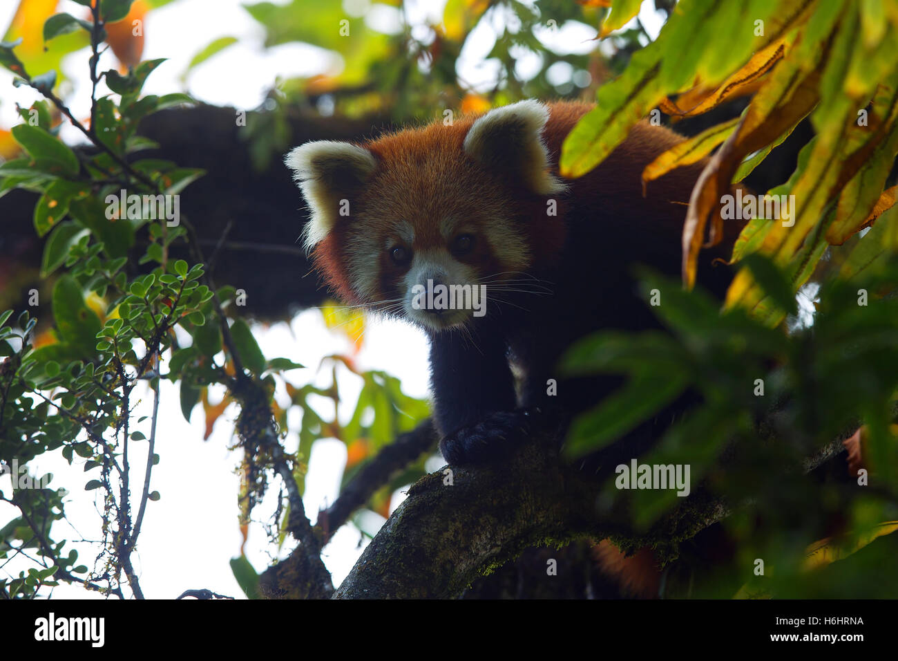 Portrait of wild red panda in India Stock Photo - Alamy