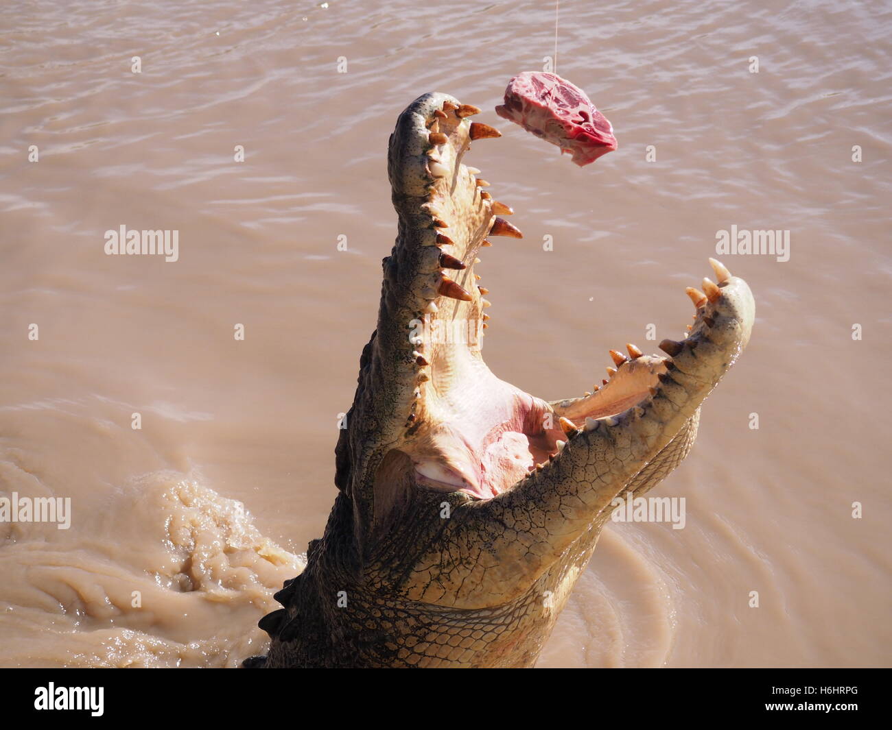 Crocodile attack hi-res stock photography and images - Alamy