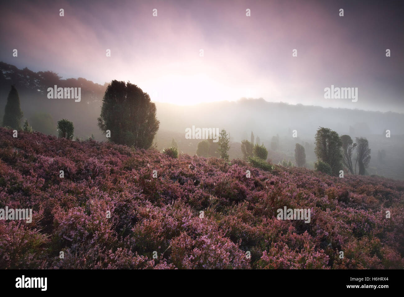 Purple ling heather grassland hi-res stock photography and images - Alamy