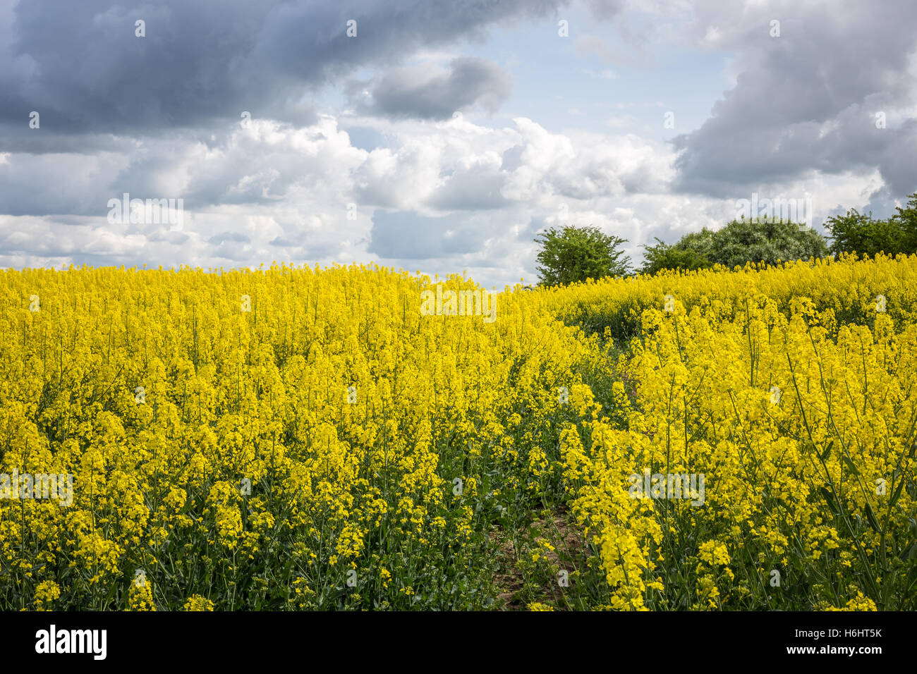 Path through a yellow field of blooming mustard under a cloudy sky ...
