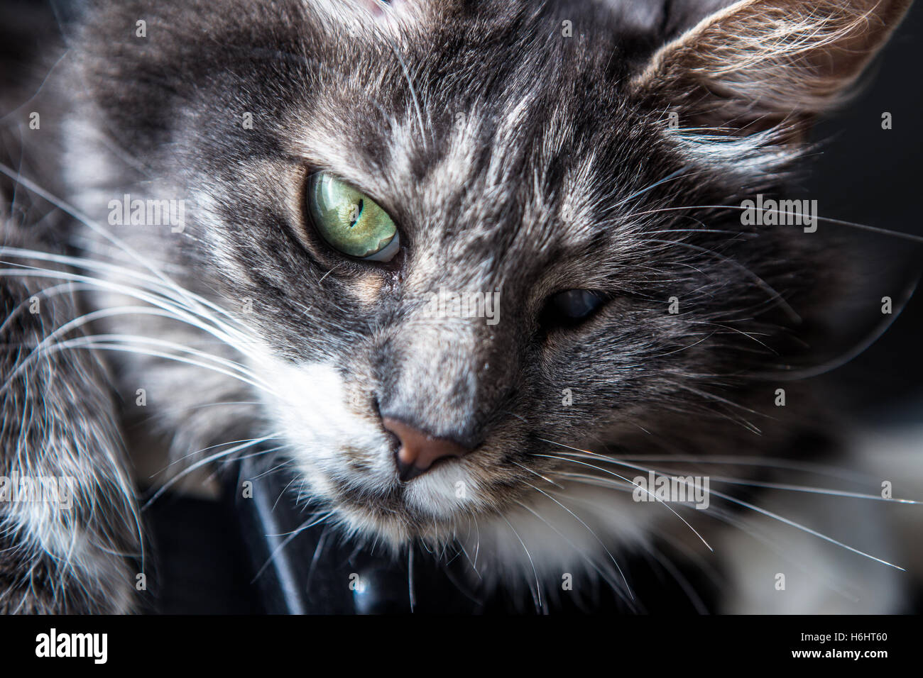 Grey cat sleeping on a chair Stock Photo - Alamy