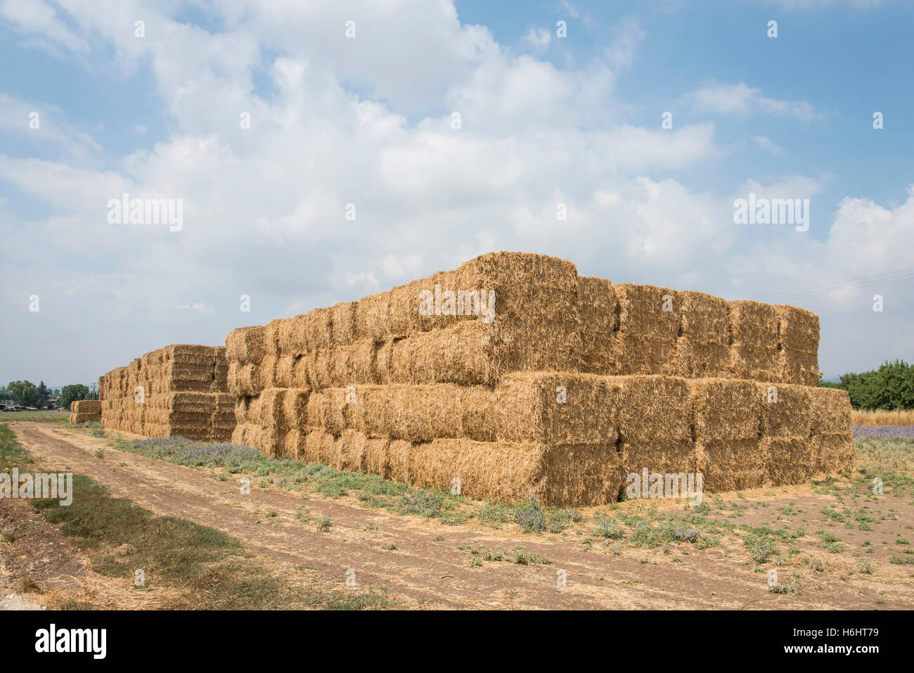 Wheat haystack in field Stock Photo - Alamy