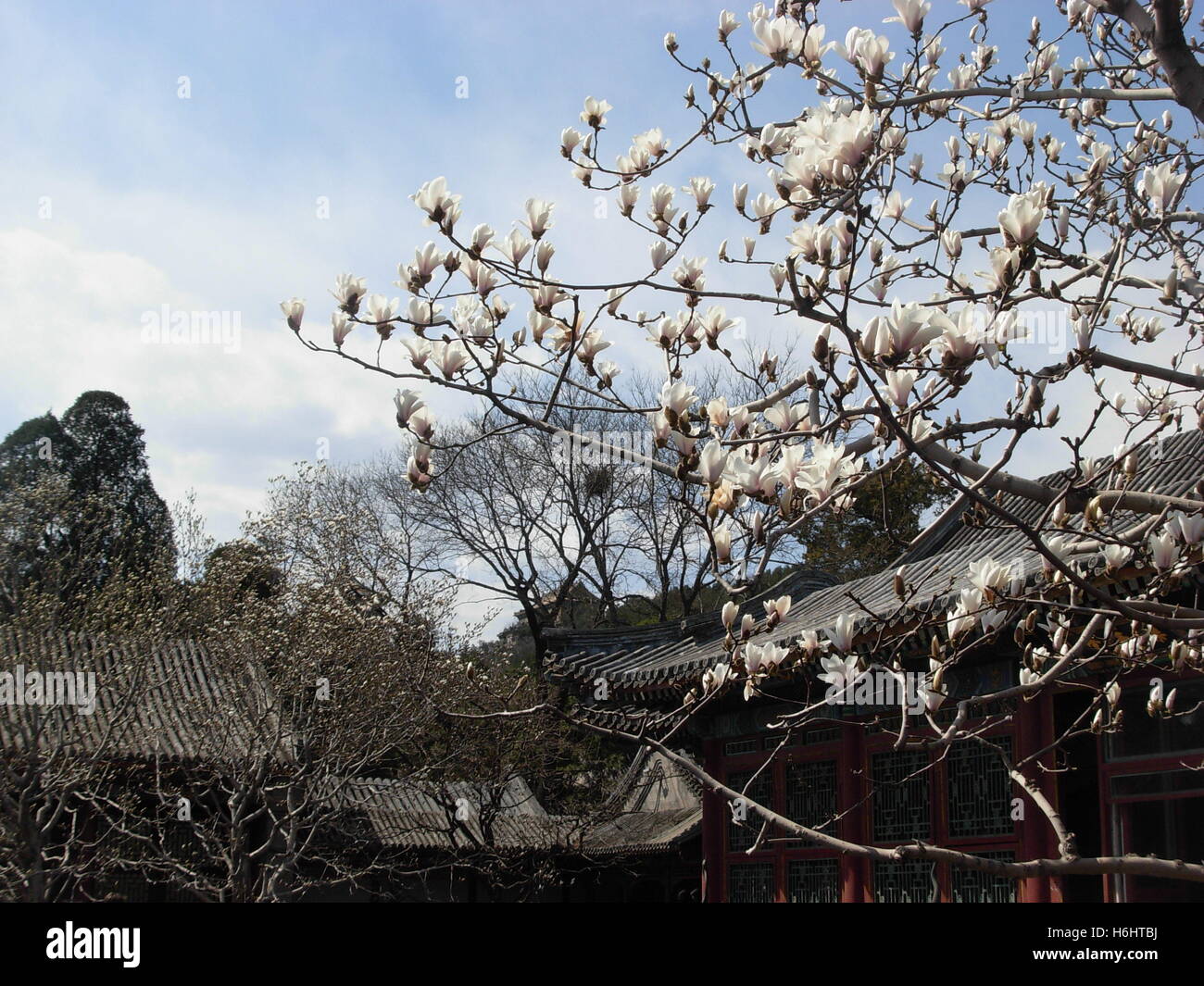 Cherry blossom inside Summer Palace in Beijing, China Stock Photo - Alamy