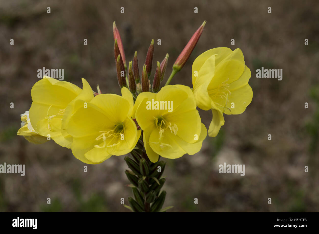 Large flowered evening primros hi-res stock photography and images - Alamy