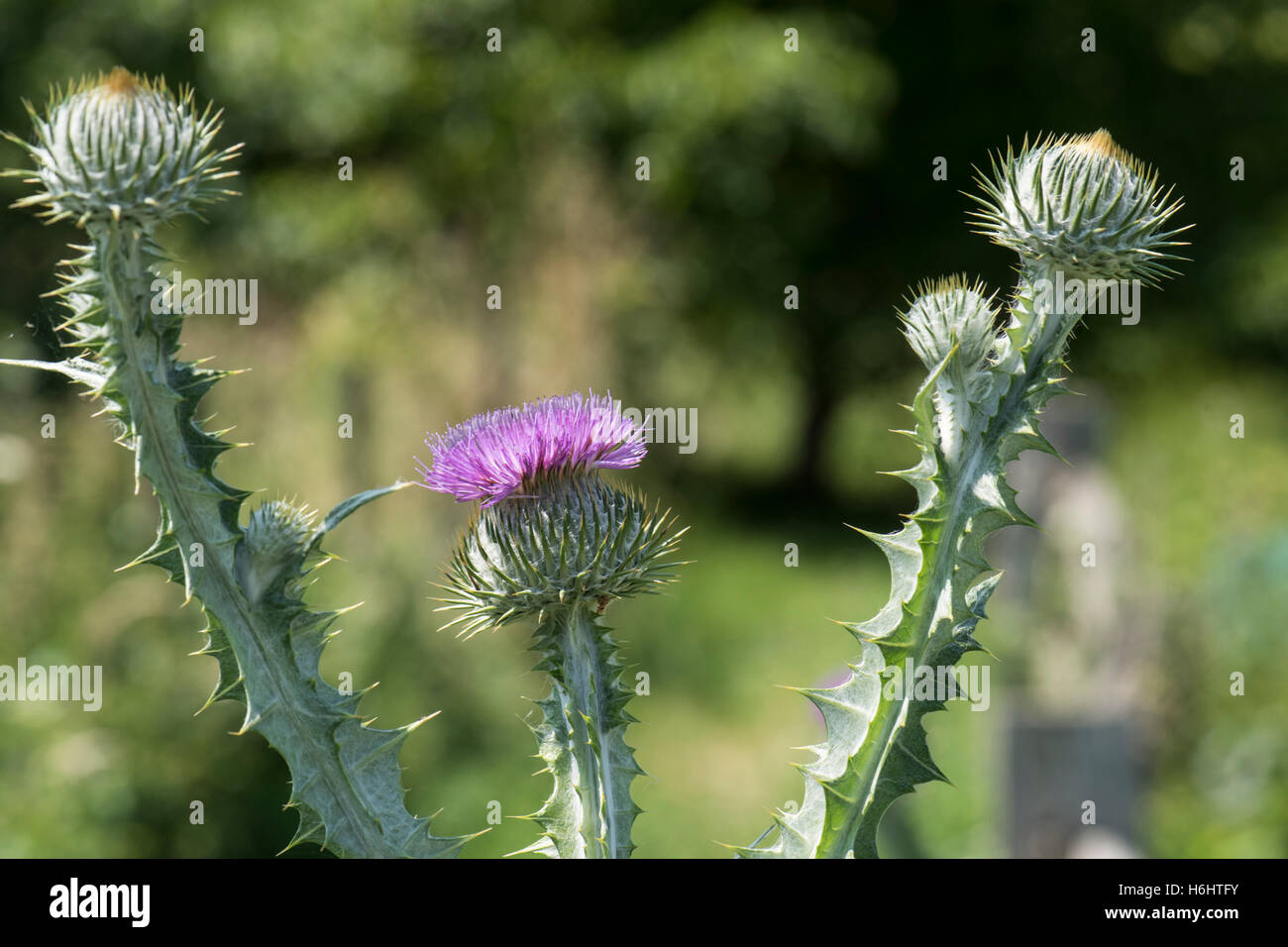 Inflorescence Capitulum Stock Photos & Inflorescence Capitulum Stock ...