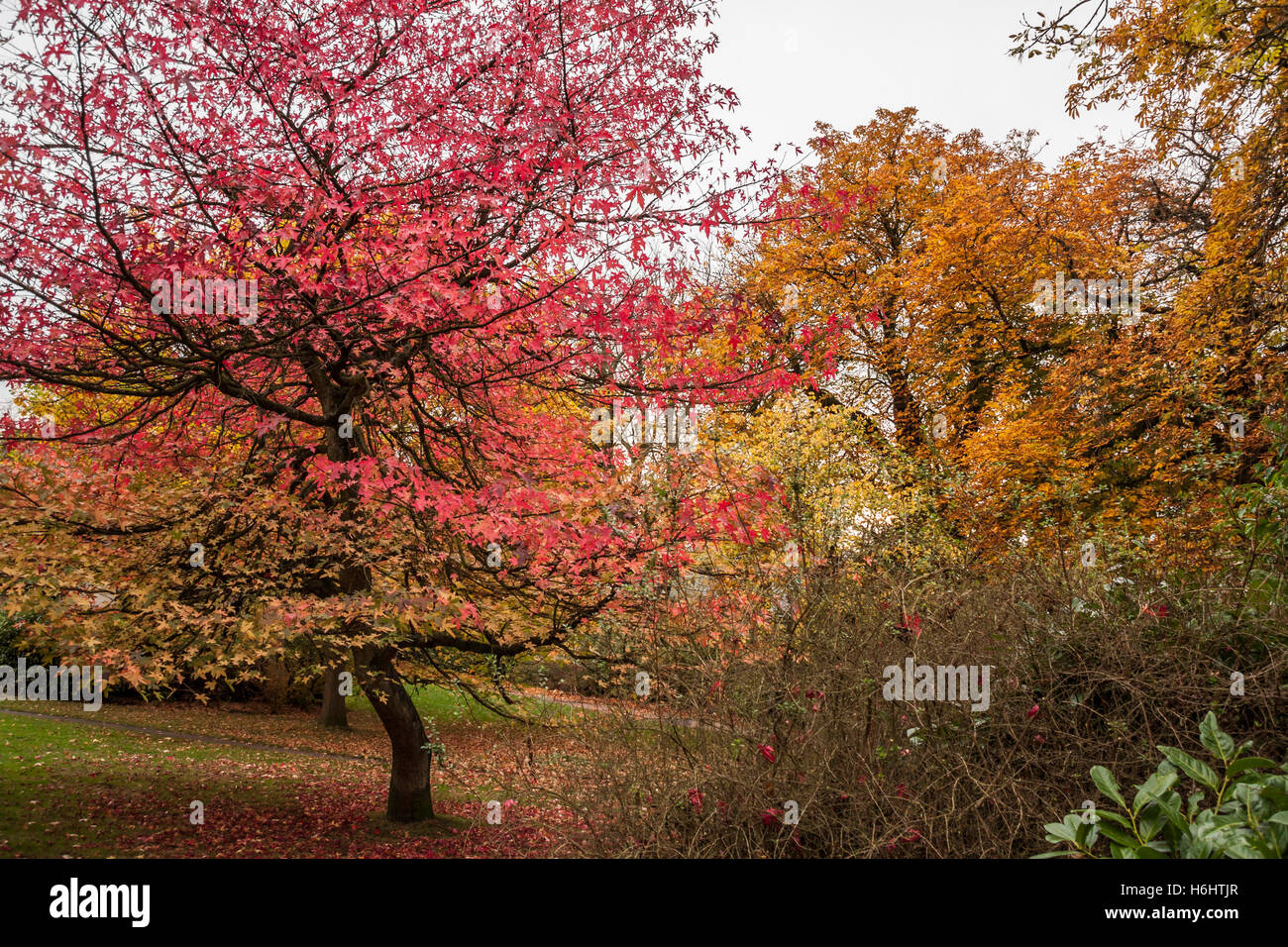 A scenic view of the colourful autumn trees in Valley Gardens in ...