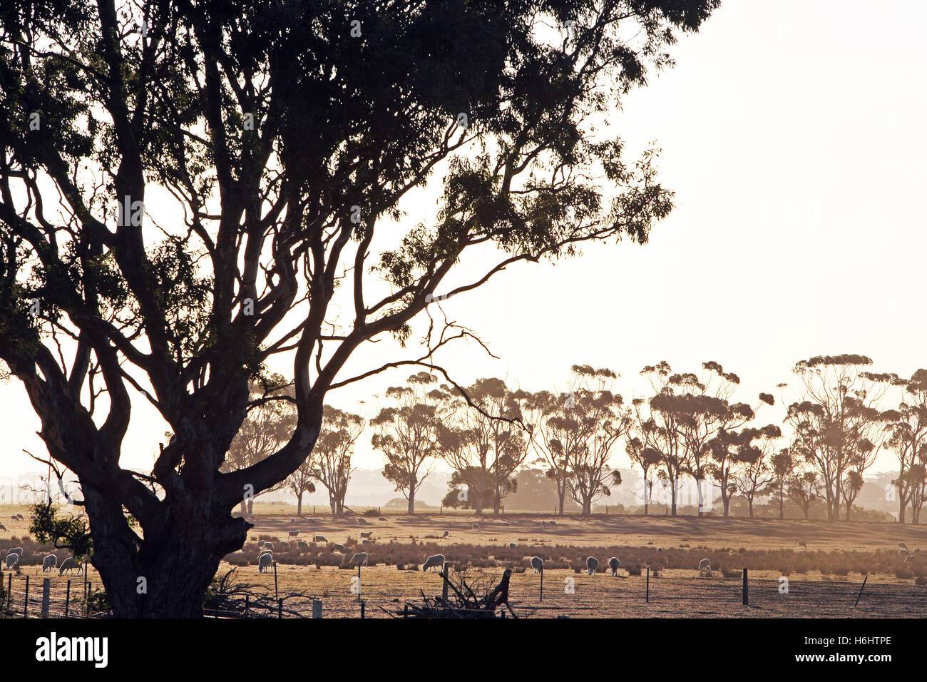 Farms australia hi-res stock photography and images - Alamy