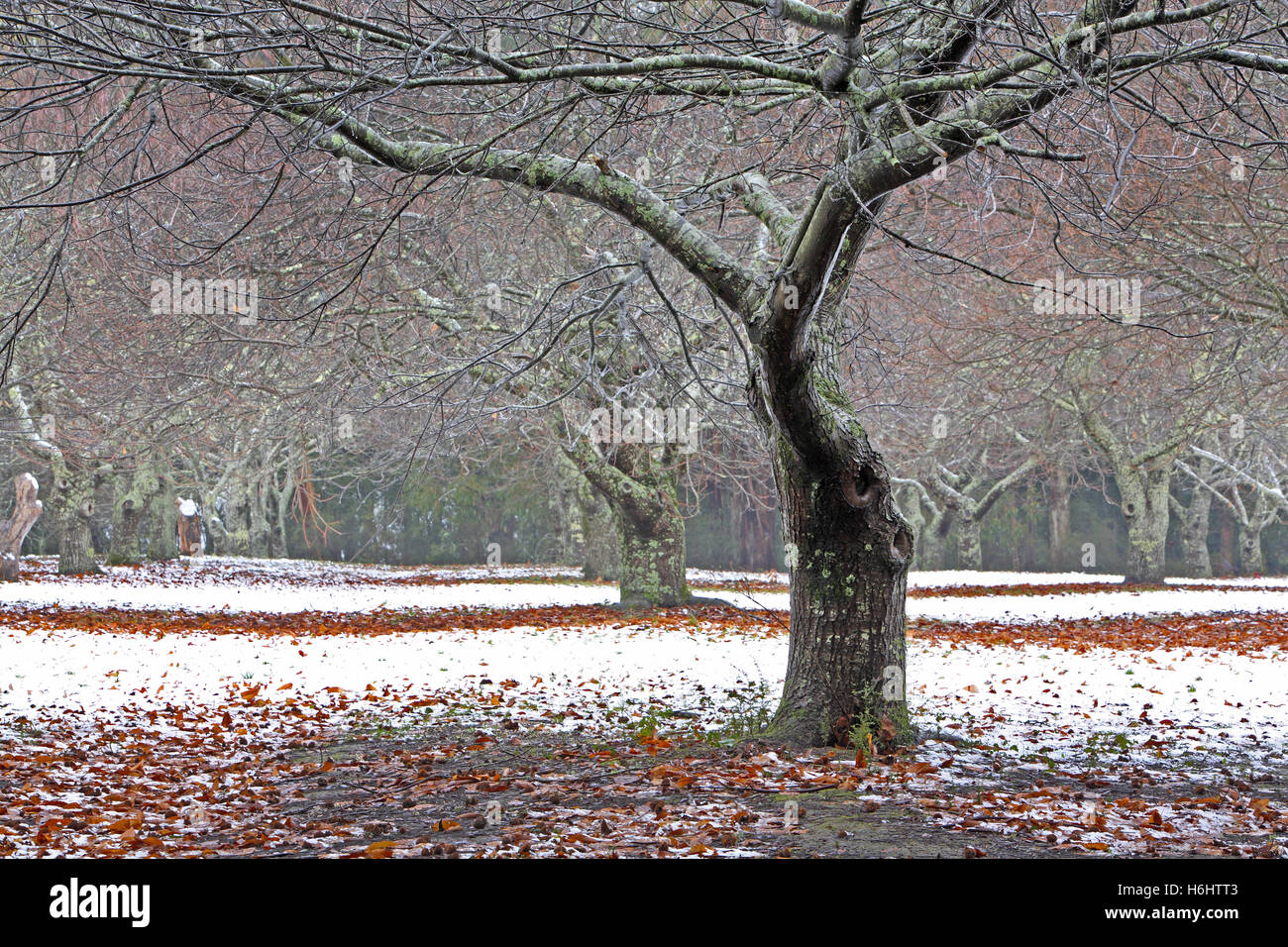 Rare snowfall in Kinglake outside Melbourne, Australia Stock Photo - Alamy