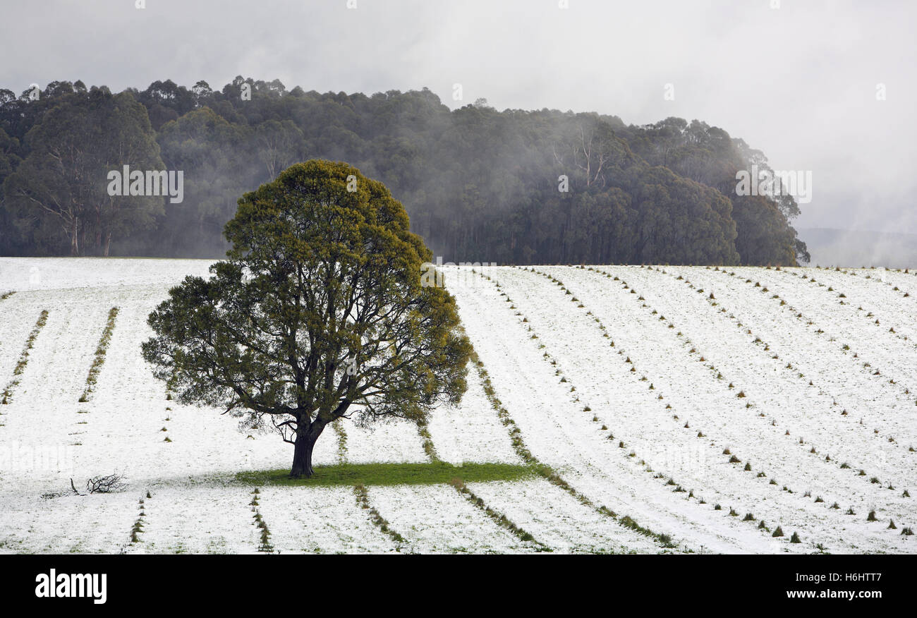 Kinglake victoria australia hi-res stock photography and images - Alamy
