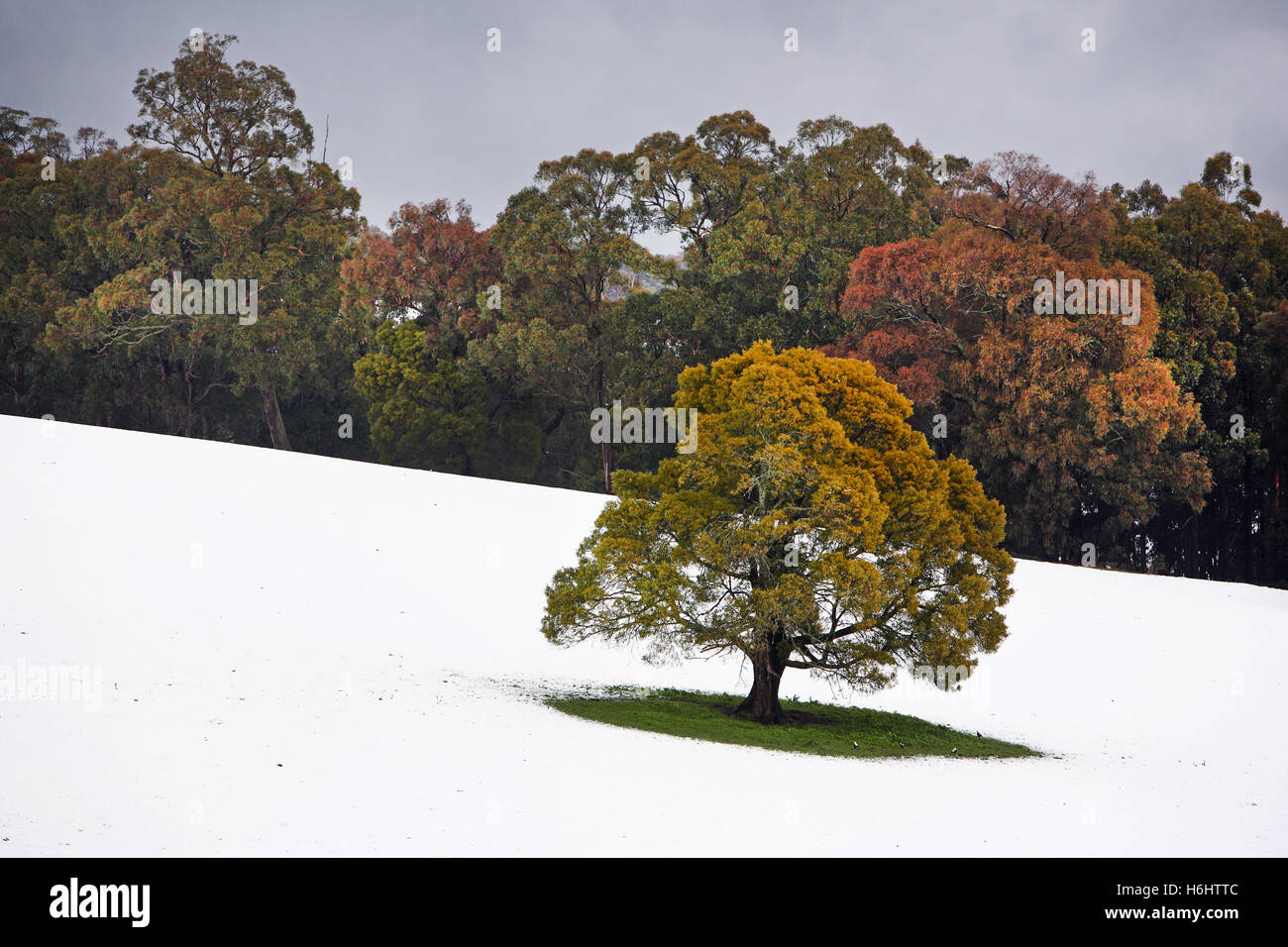 Rare snowfall in Kinglake outside Melbourne, Australia Stock Photo - Alamy