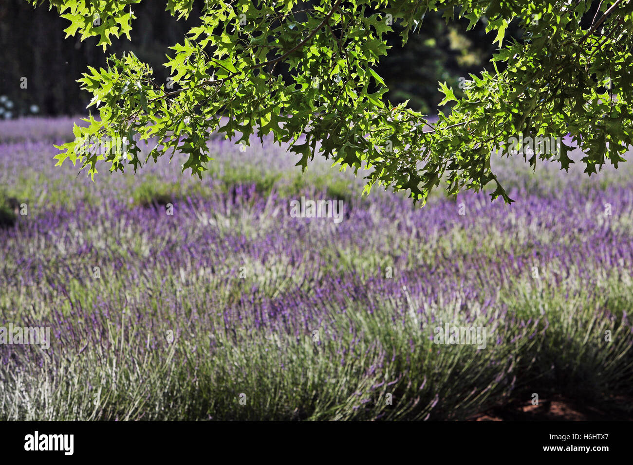 Lavender farm in Victoria, Australia Stock Photo - Alamy