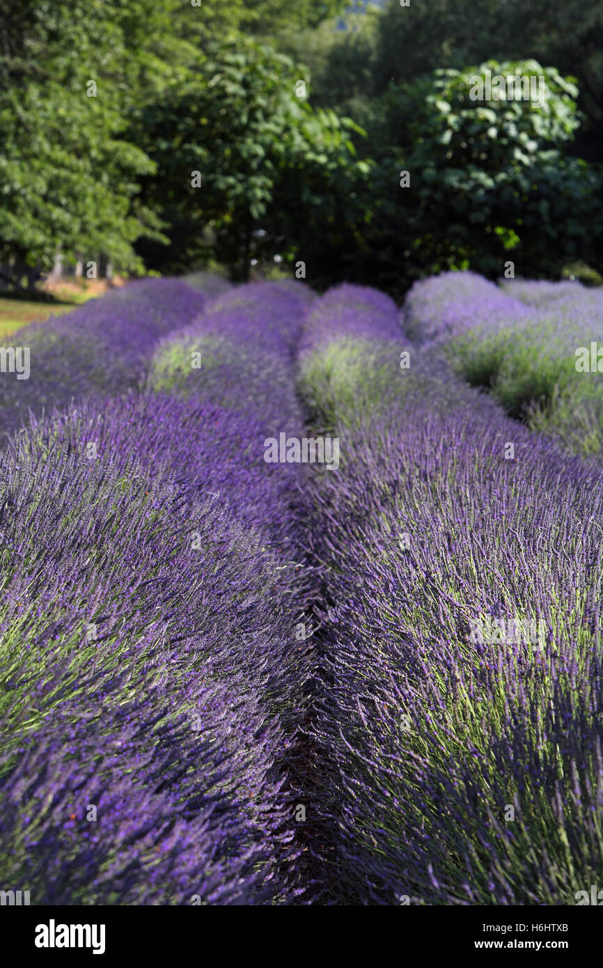 Lavender farm in Victoria, Australia Stock Photo - Alamy