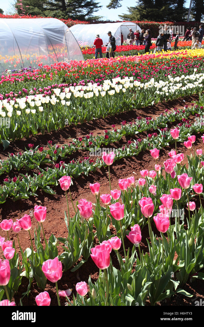 Melbourne farm hi-res stock photography and images - Alamy